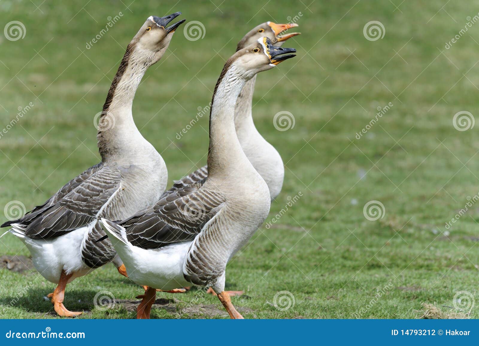 Anser Cygnoides, Swan Goose Stock Photo - Image of colorful, brown ...