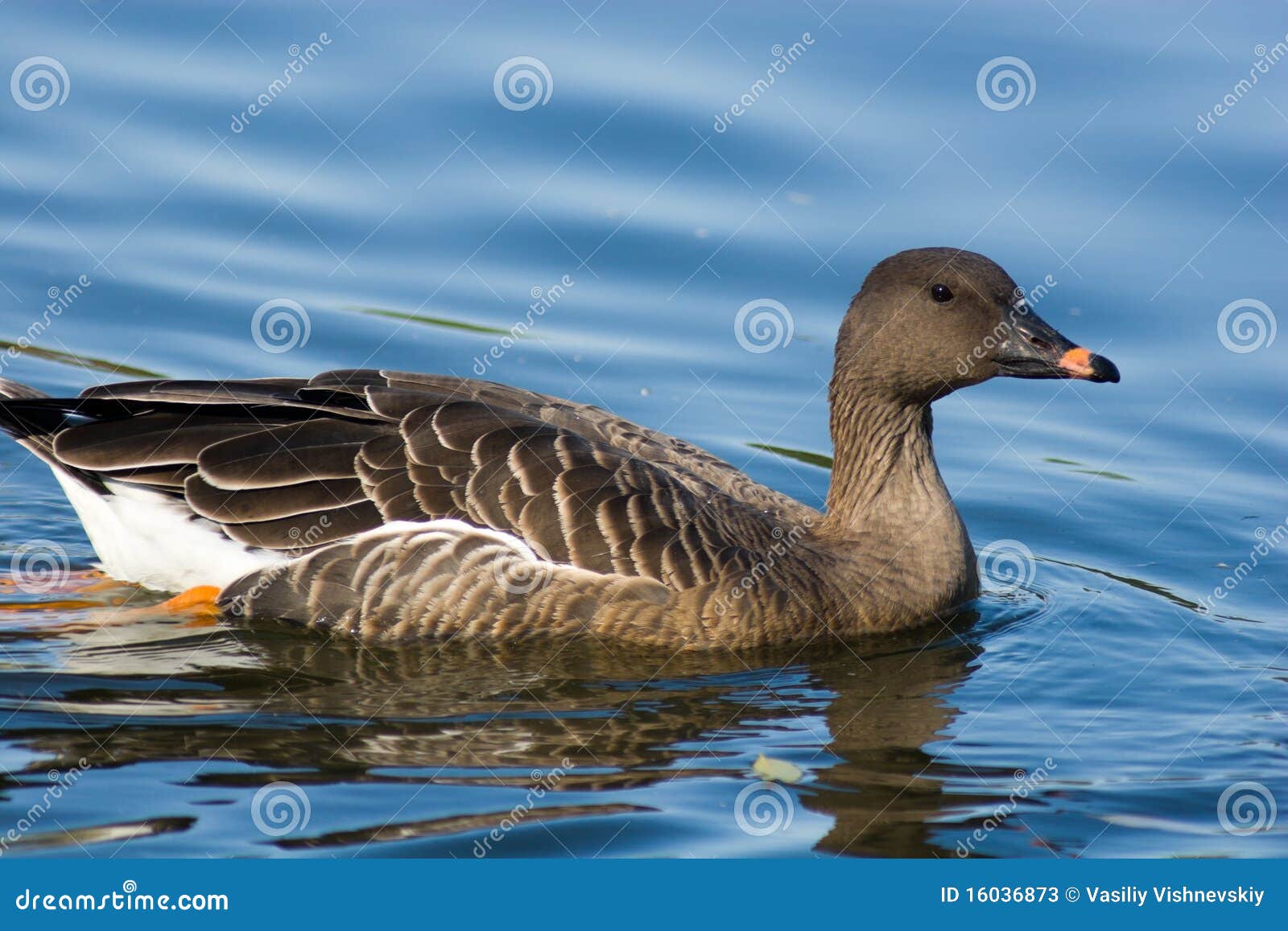 Anser fabalis, Bean Goose stock image. Image of habitat - 16036873