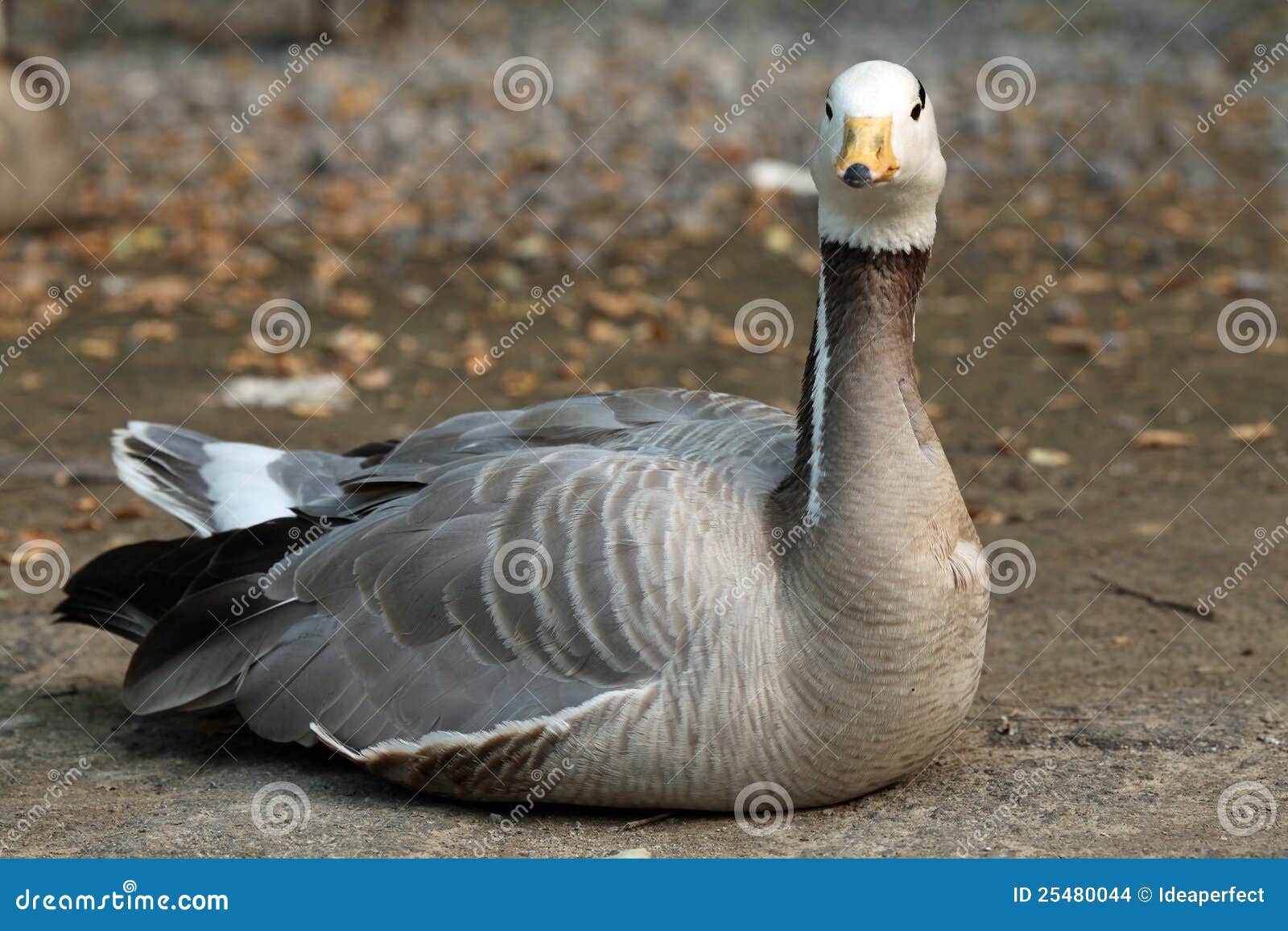 Anser indicus stock photo. Image of barhead, wading, indicus - 25480044
