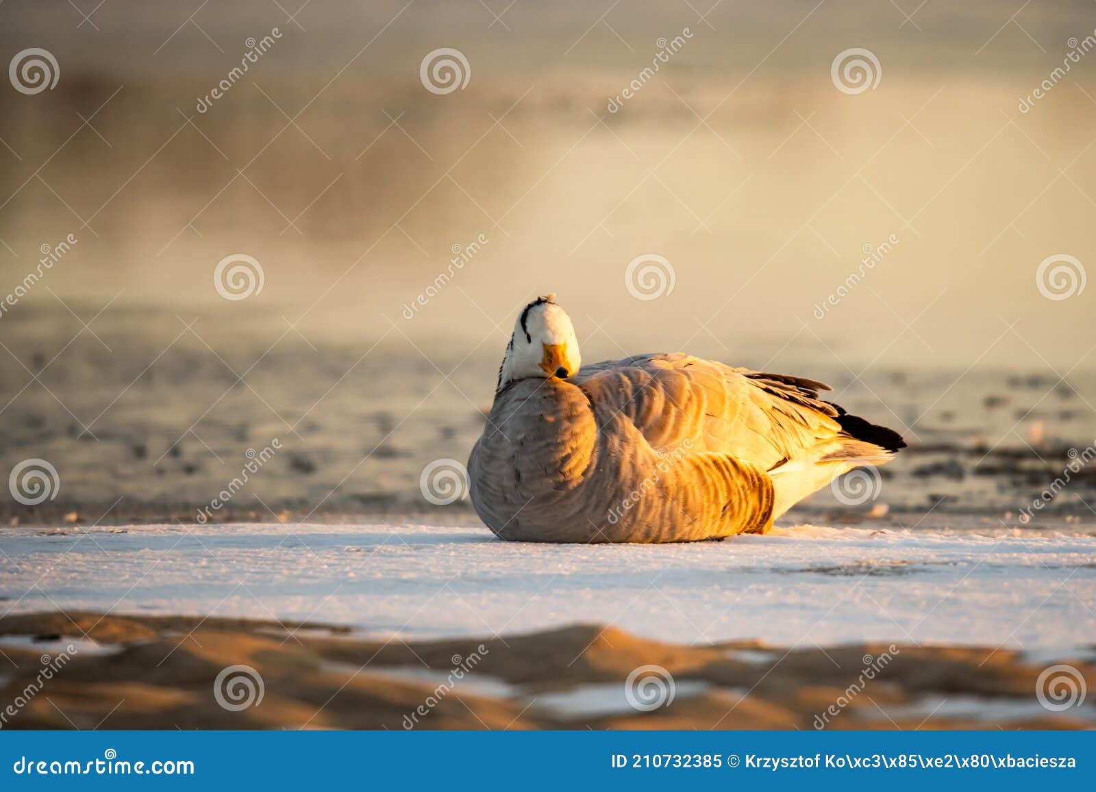 Anser indicus stock image. Image of light, birdwatching - 210732385