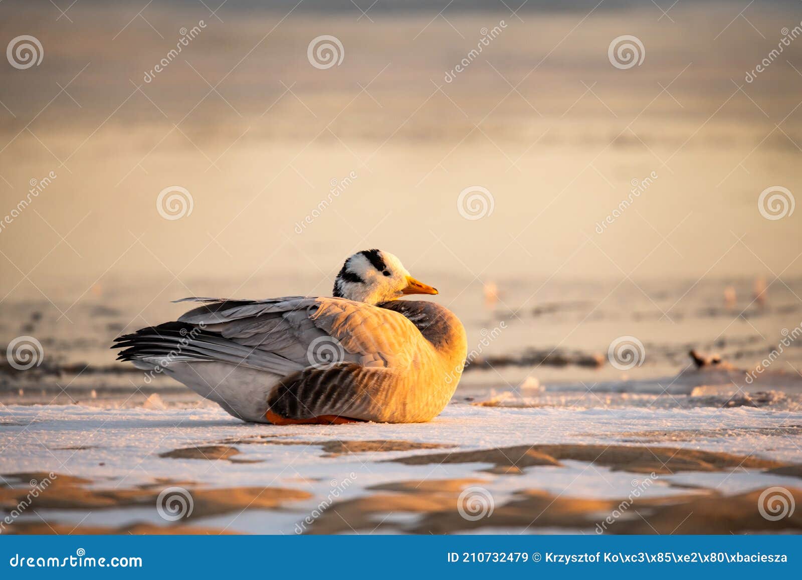 Anser indicus stock image. Image of poland, birdwatching - 210732479