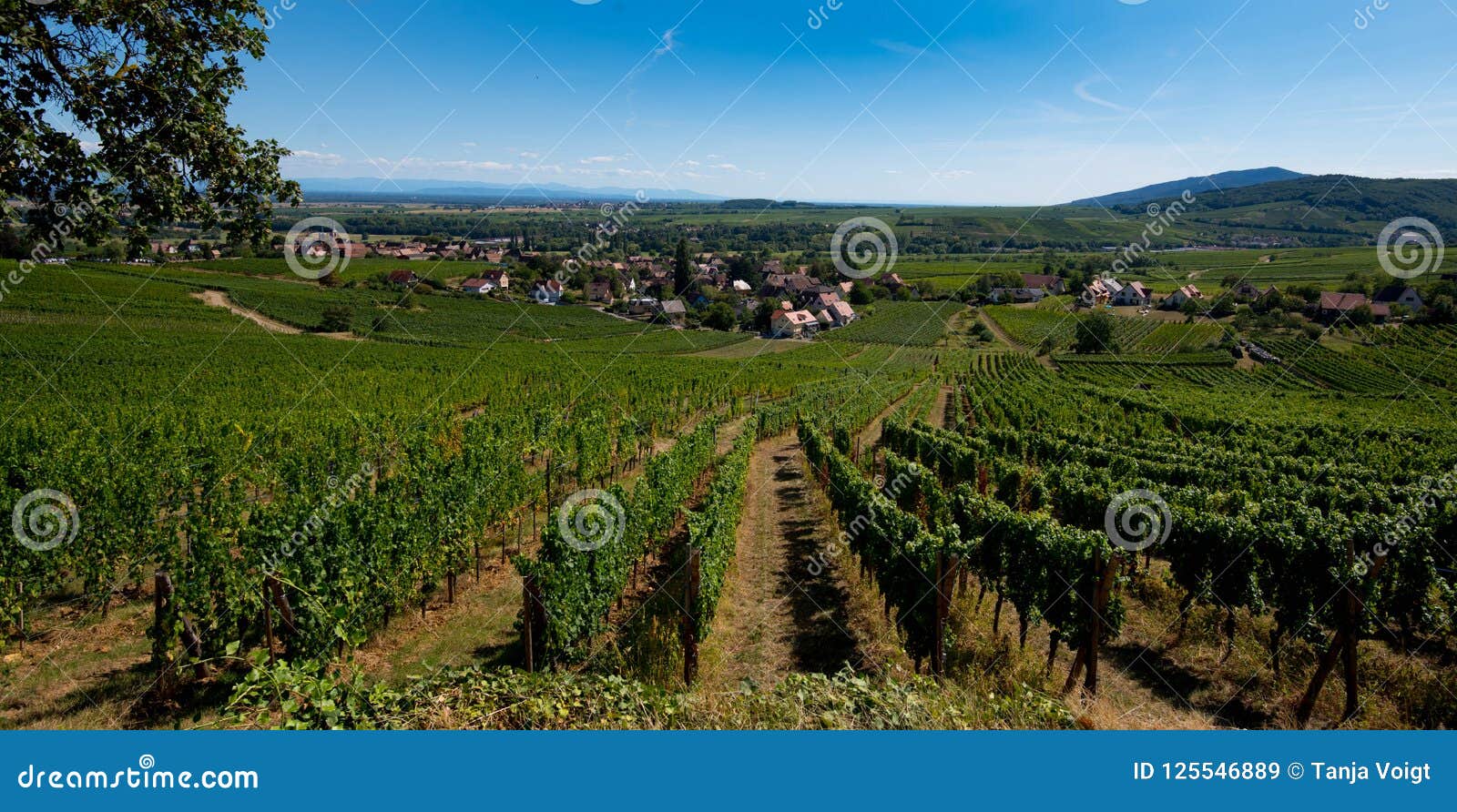 Ansicht Zu Mittelbergheim in Elsass Redaktionelles Stockbild - Bild von ...