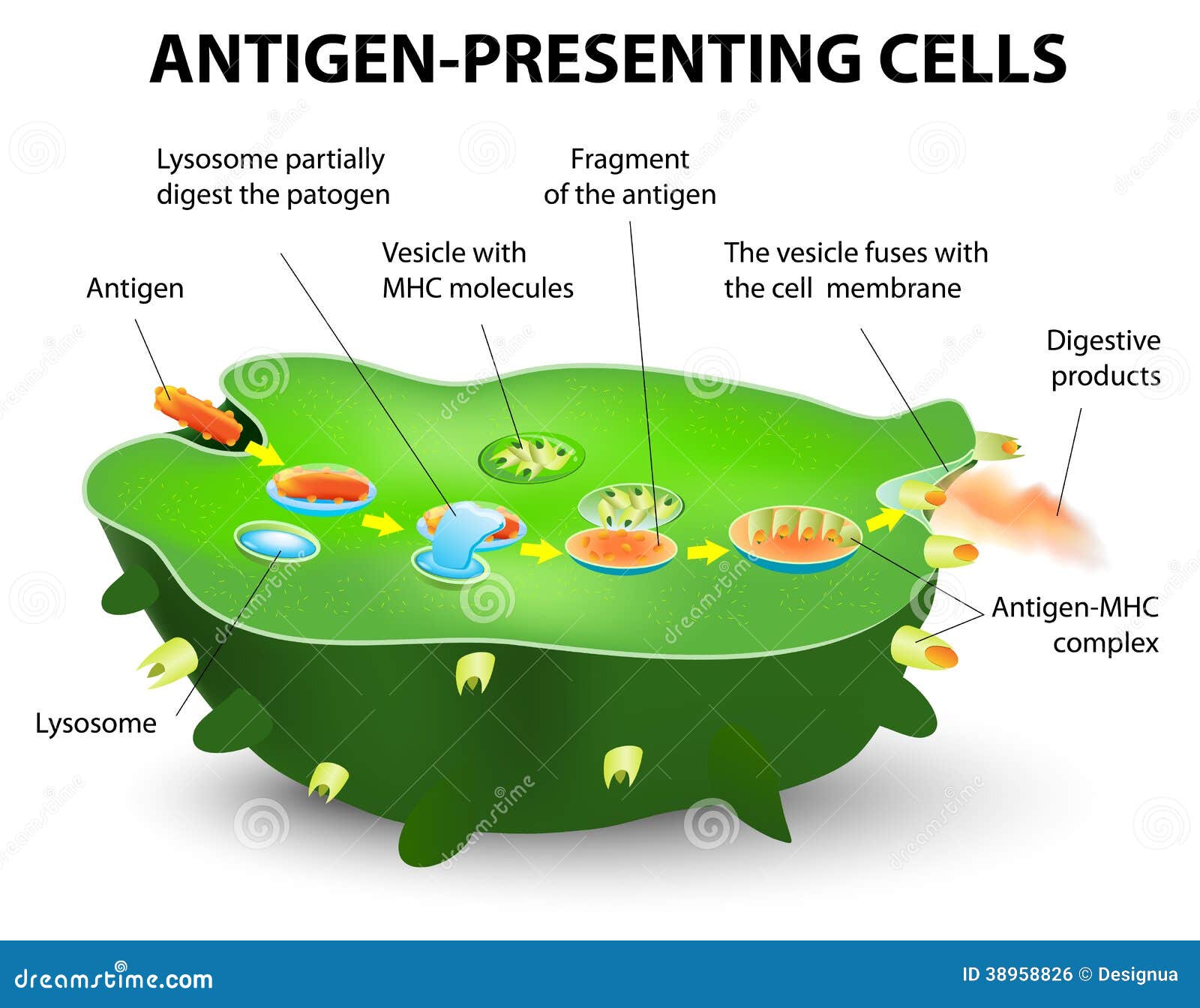 Antígeno-presentación De La Célula Ilustración del Vector - Ilustración ...