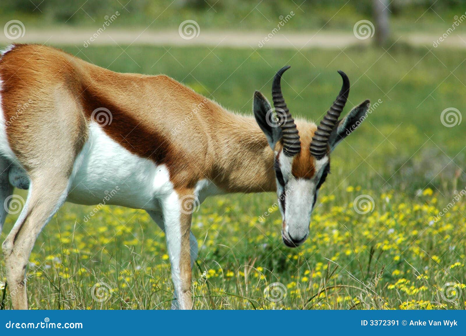 Antílope africano imagem de stock. Imagem de chifre, animal - 3372391