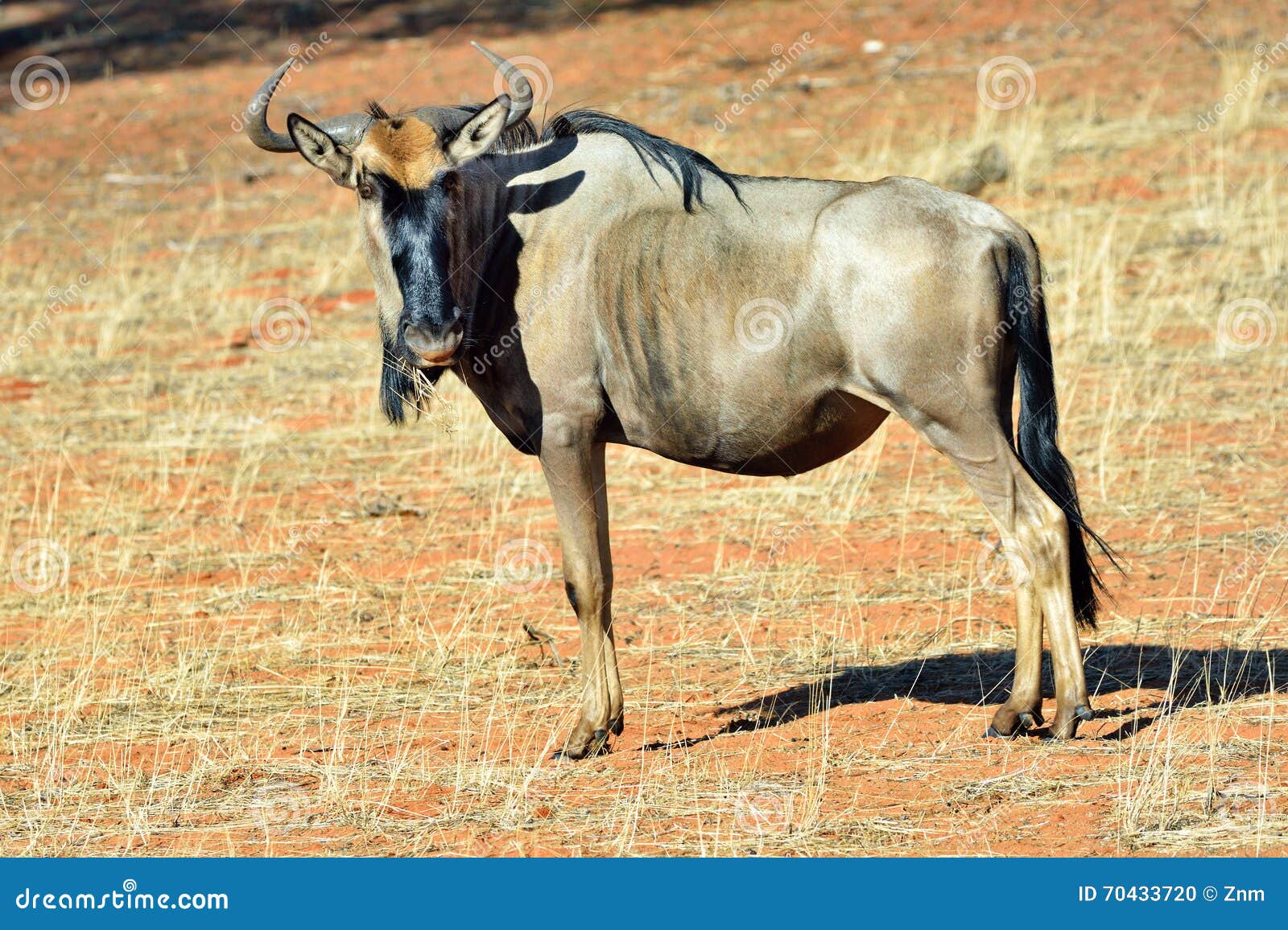 Antílope azul del ñu foto de archivo. Imagen de retrato - 70433720