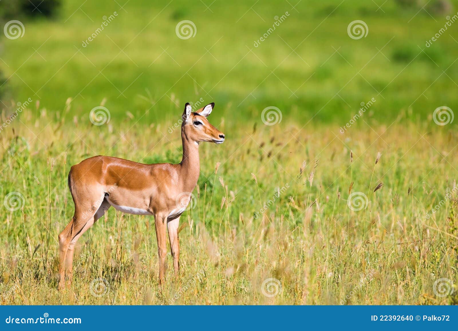 Antílope fêmea do impala foto de stock. Imagem de exterior - 22392640