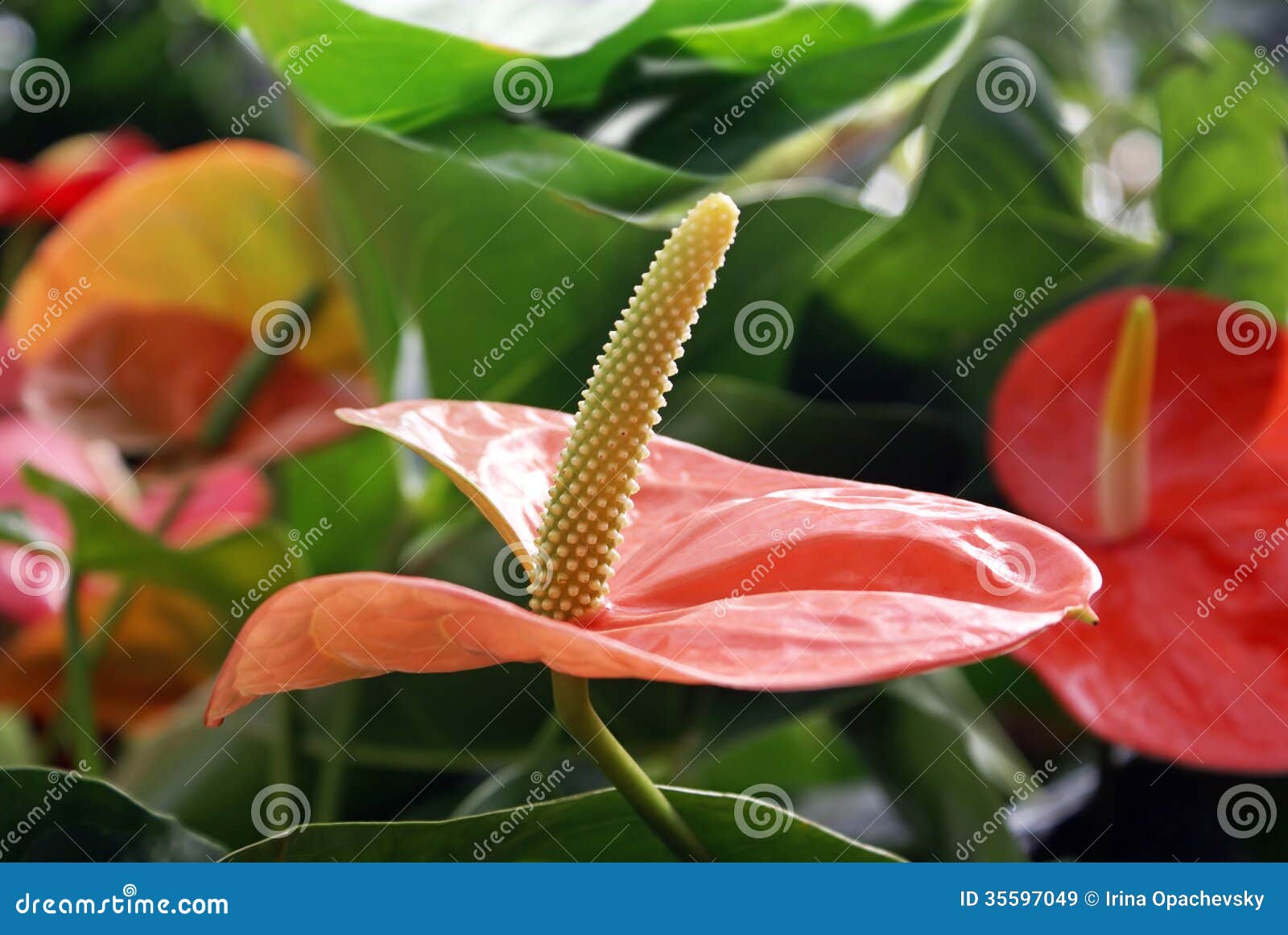 Antúrio Cor-de-rosa Da Flor Imagem de Stock - Imagem de planta ...