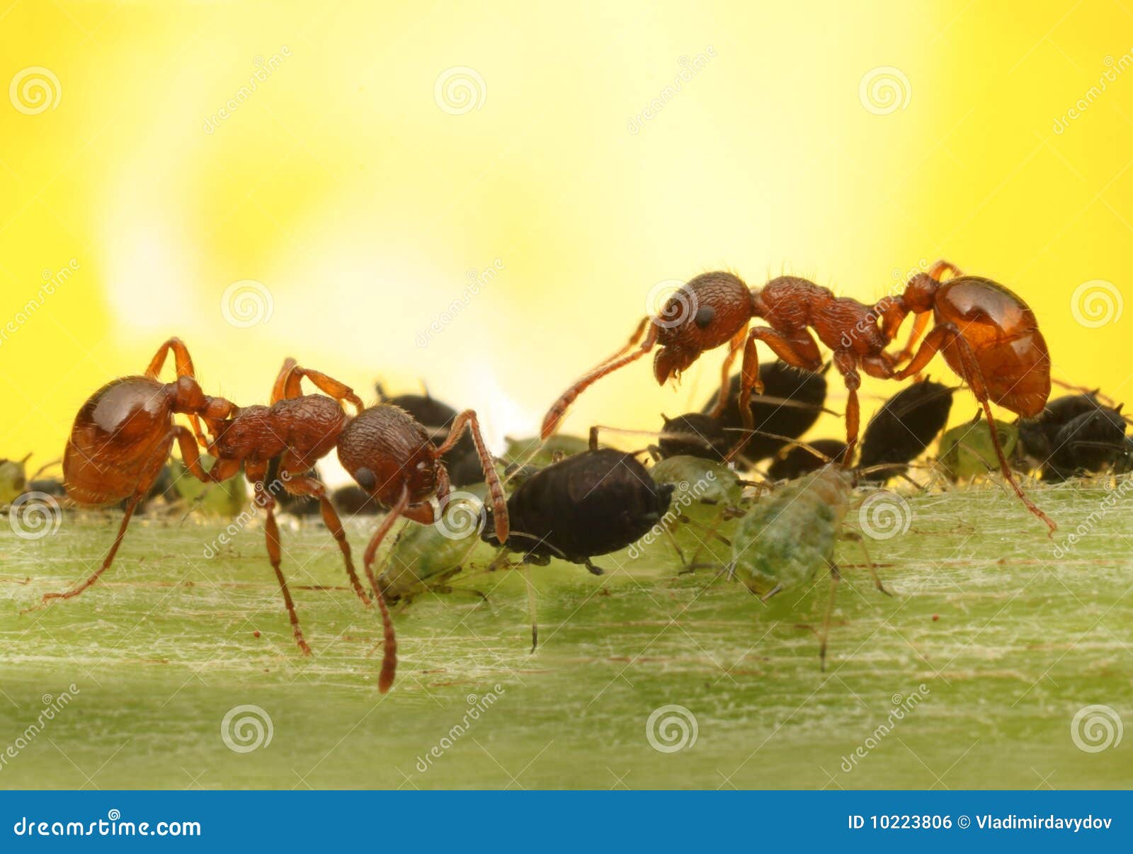 Ant stock photo. Image of assistance, animal, social - 10223806