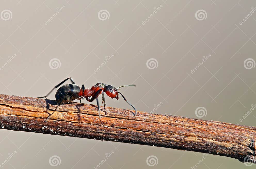 Ant stock image. Image of park, biting, alien, community - 13745565