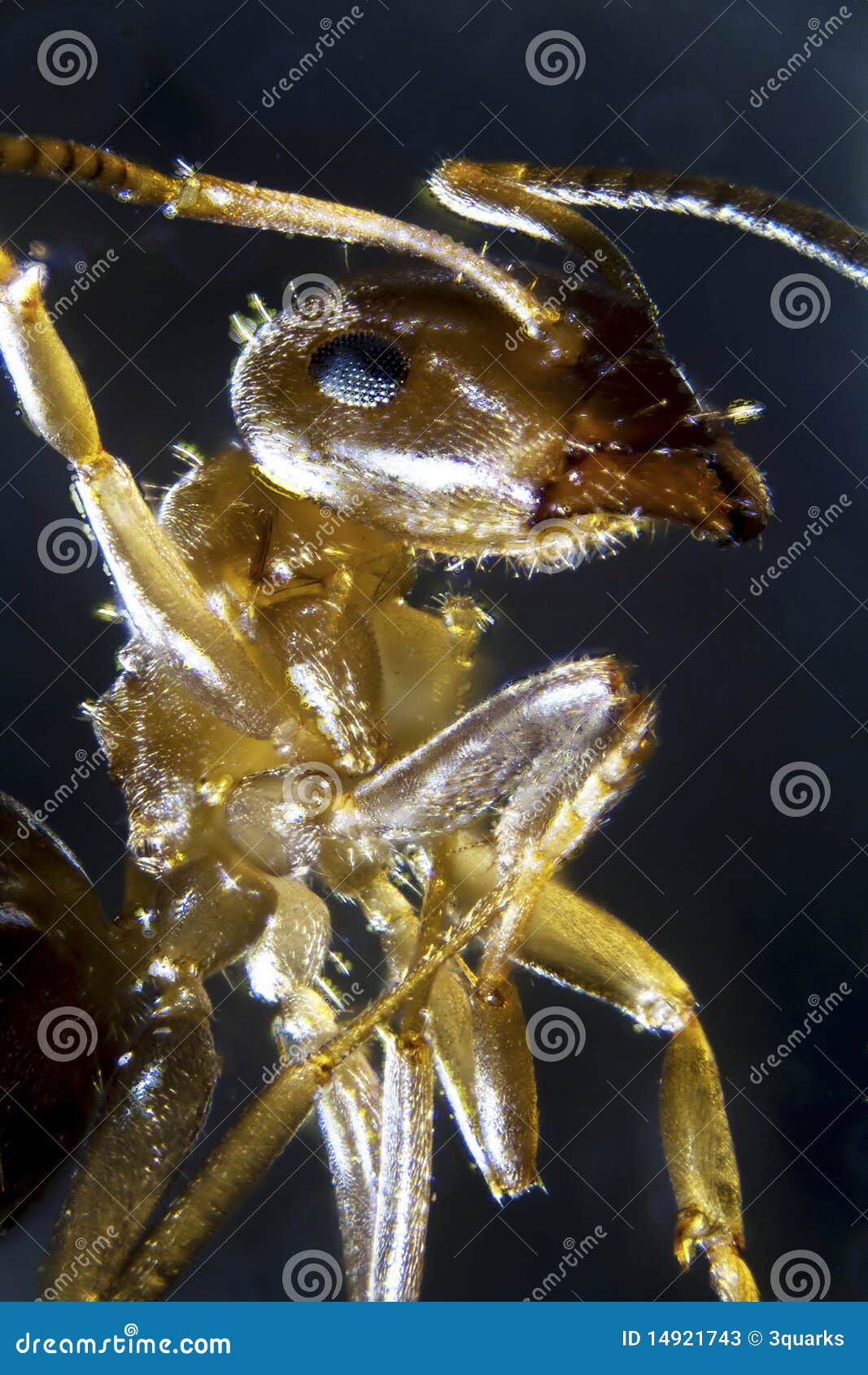 Ant stock image. Image of magnified, antennae, hairy - 14921743