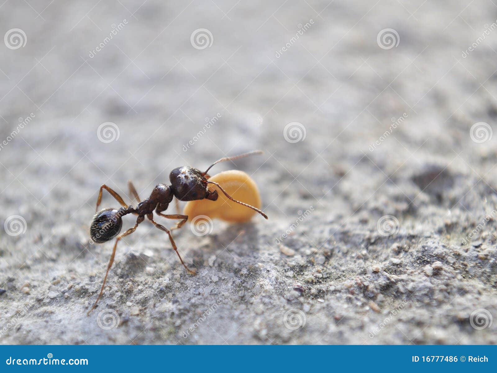 Ants Carrying Rice