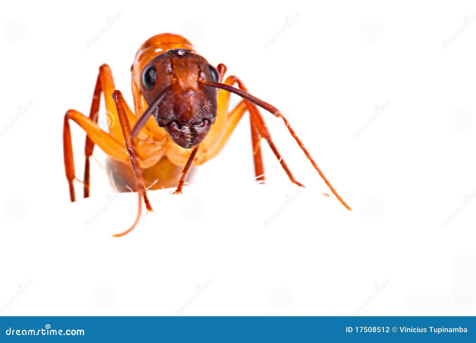 Ant stock photo. Image of close, isolated, animal, macro - 17508512