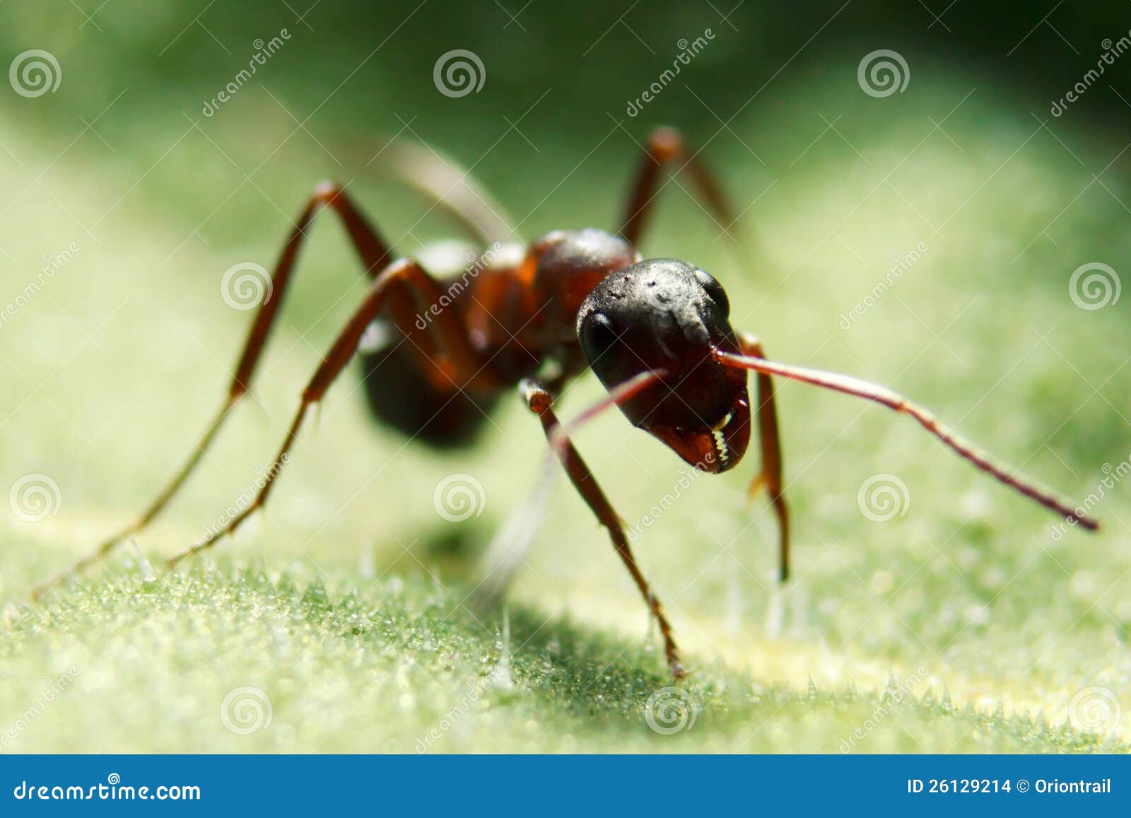 How Many Legs Does An Ant Ants Are One Of The Most, 53% OFF