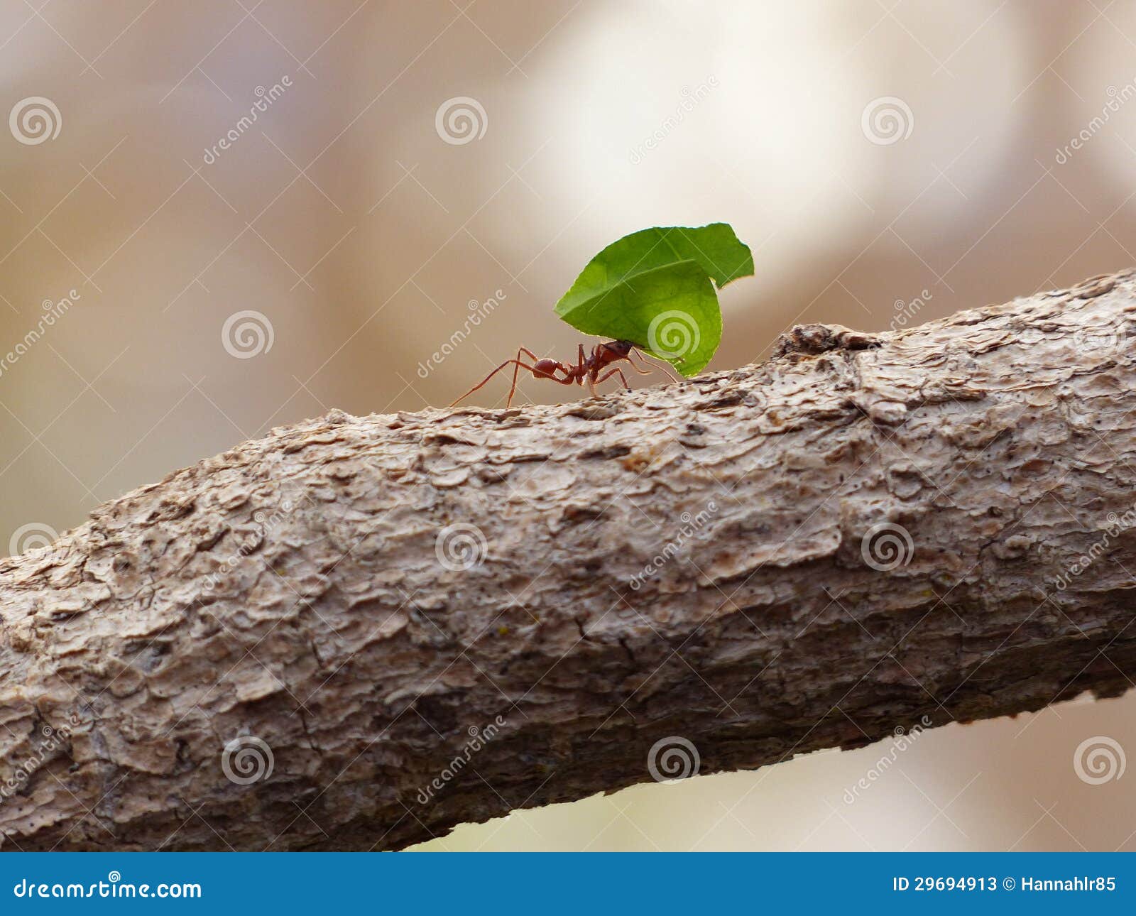 Ant stock image. Image of moving, legs, small, trunk - 29694913