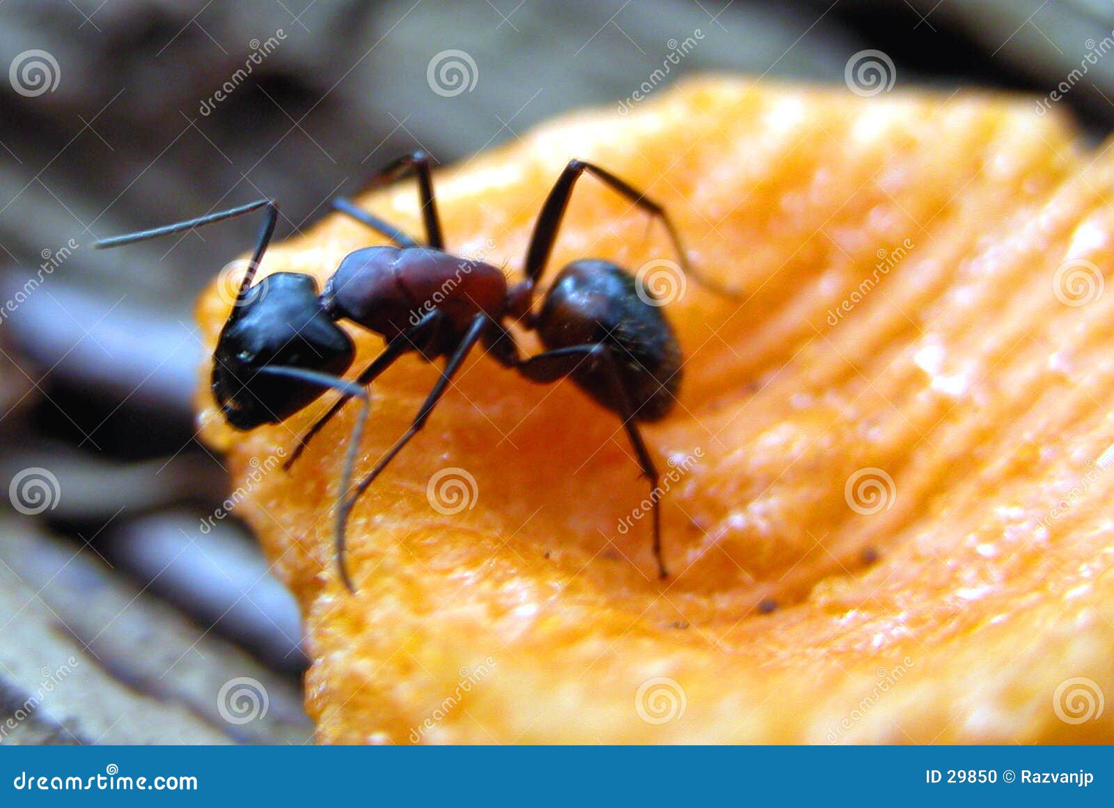 Ant stock photo. Image of chip, life, insect, biological - 29850