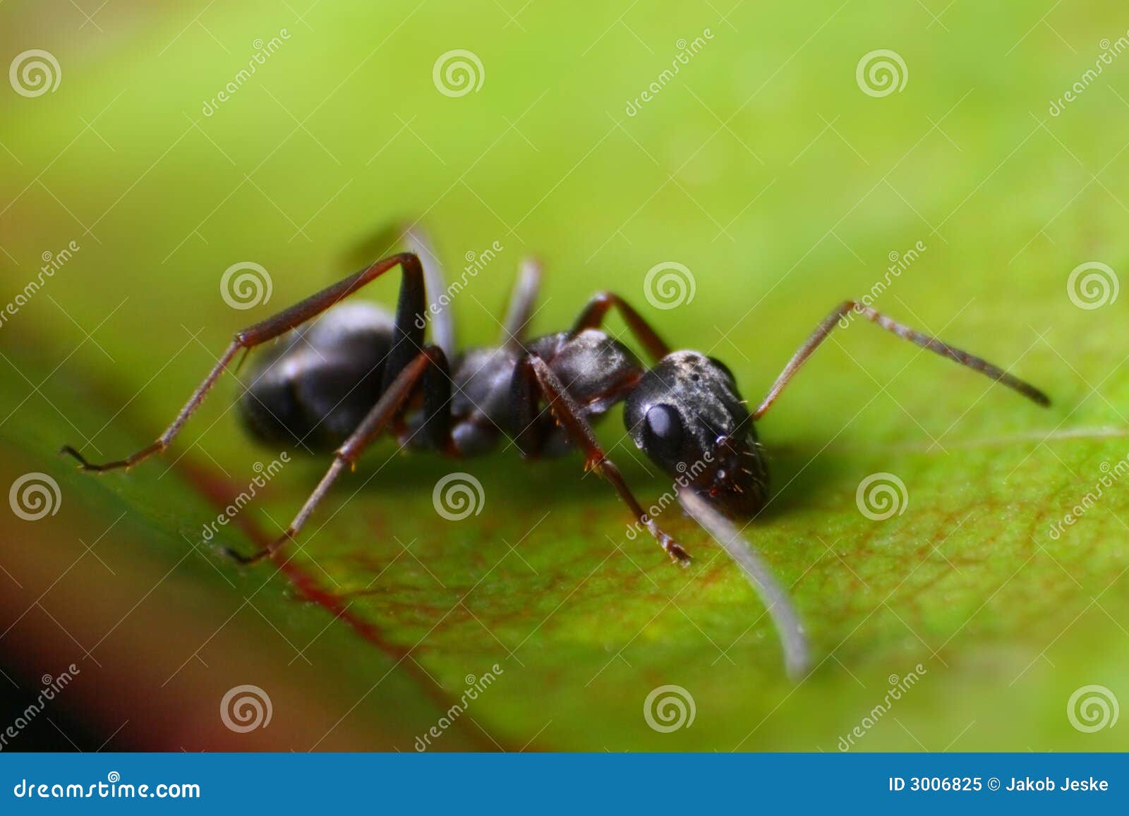 Ant stock image. Image of insect, close, macro, feeler - 3006825