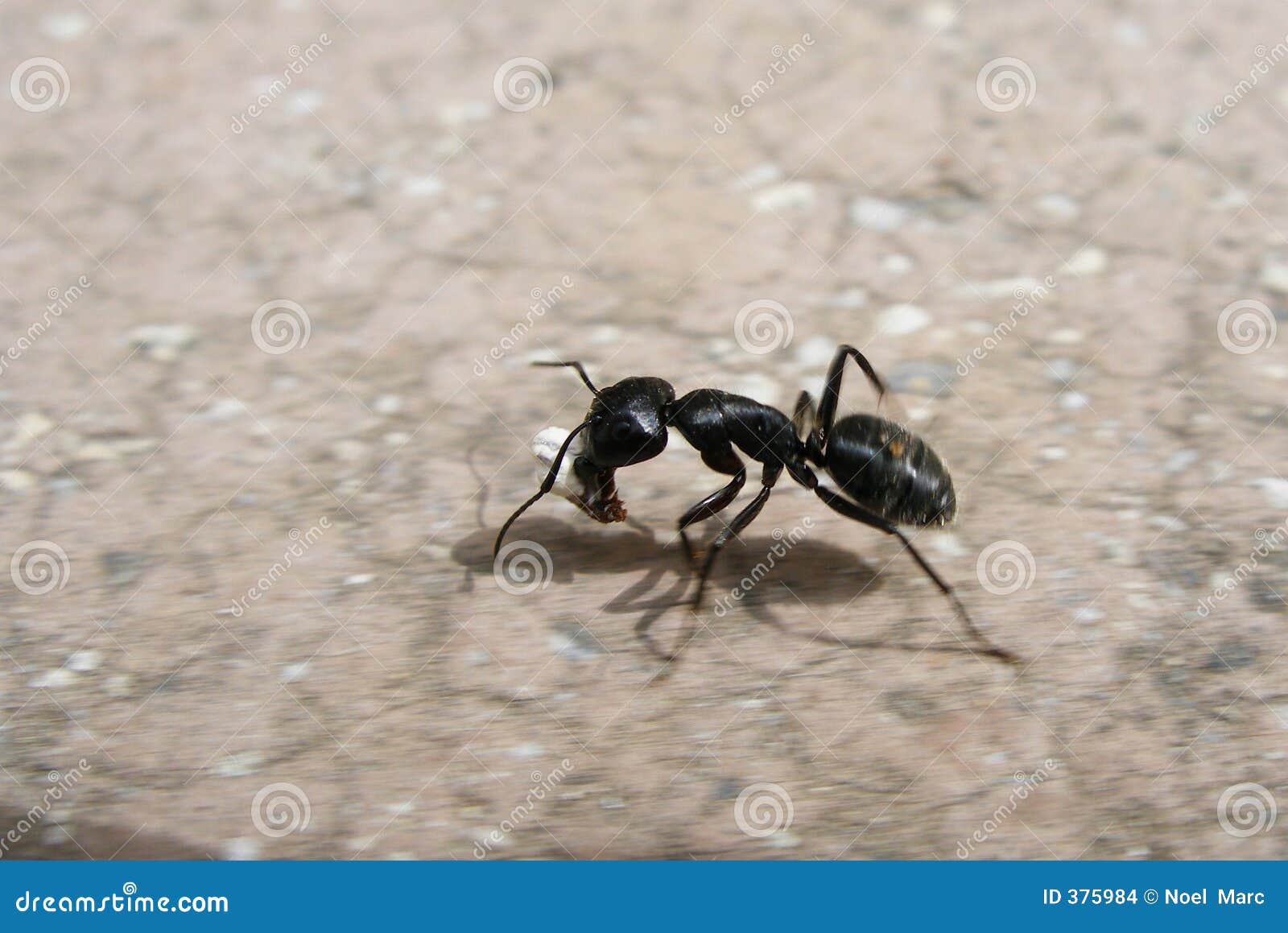 614 Running Ant Stock Photos - Free & Royalty-Free Stock Photos from ...