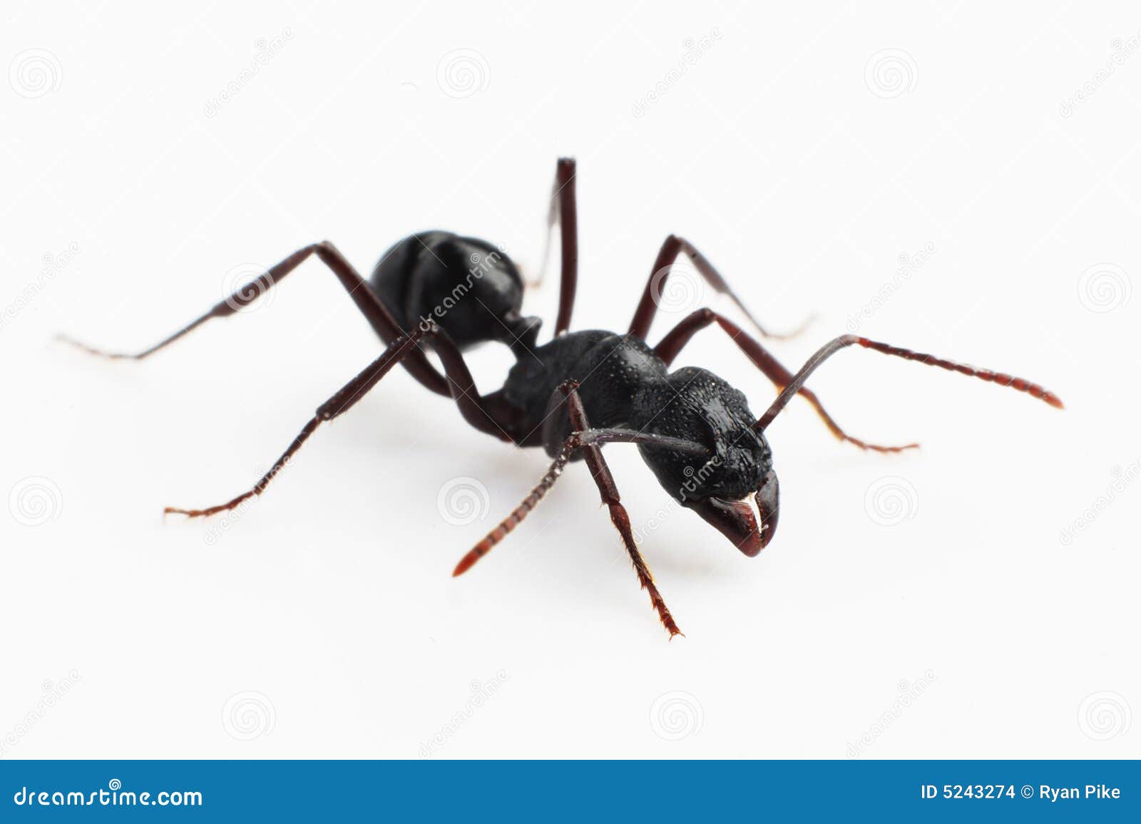 Ant stock photo. Image of tiny, macro, ecology, small - 5243274