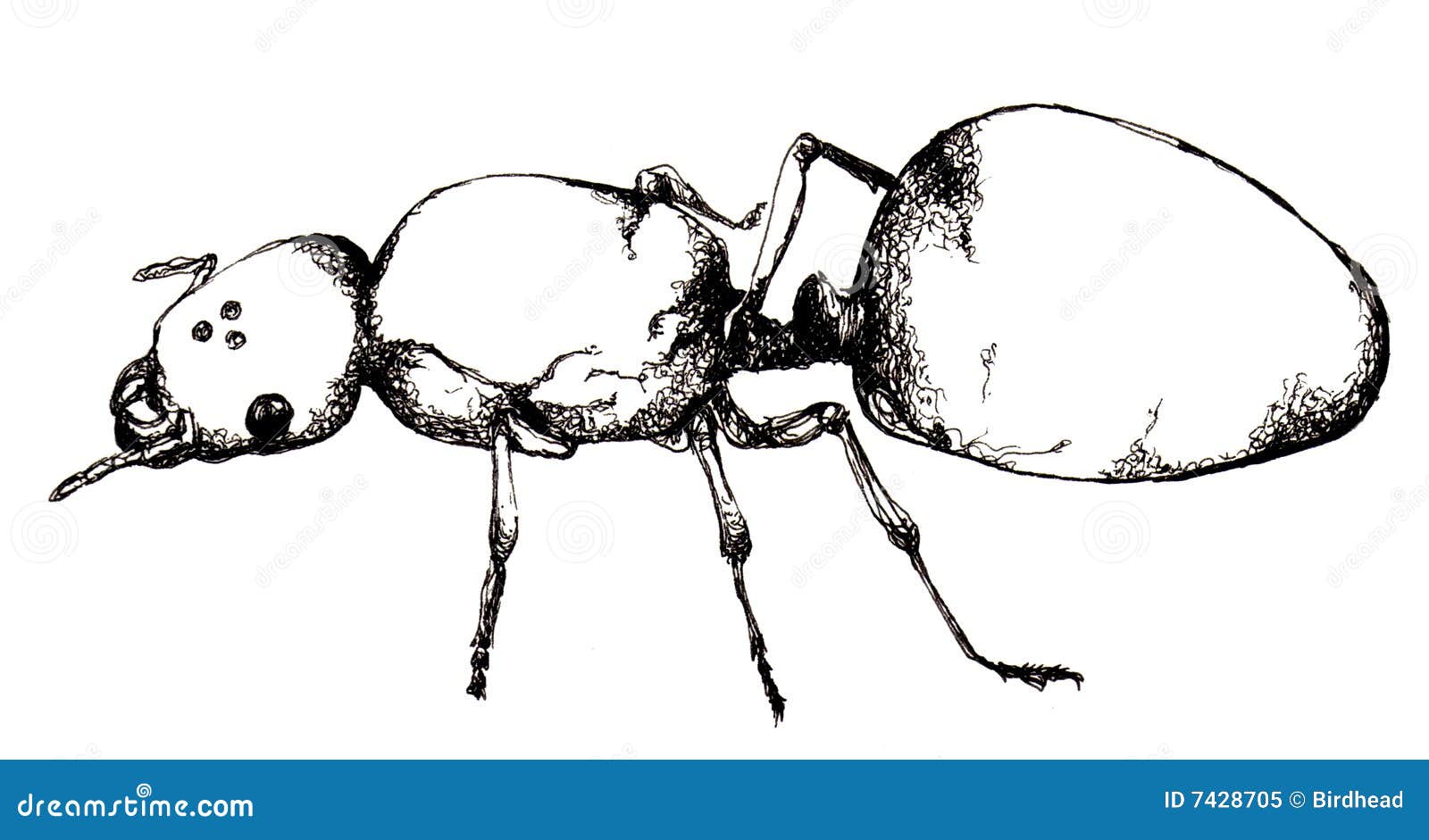 Ant stock illustration. Illustration of exoskeleton, nature - 7428705