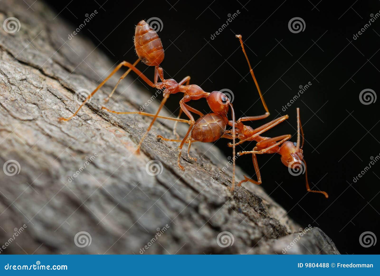 ANT Picture. Image: 9804488