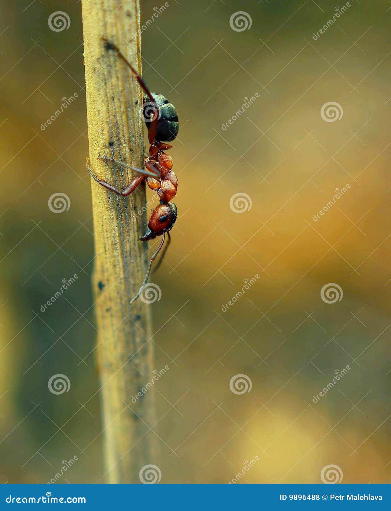 Ant stock photo. Image of climb, grass, antennae, pull - 9896488