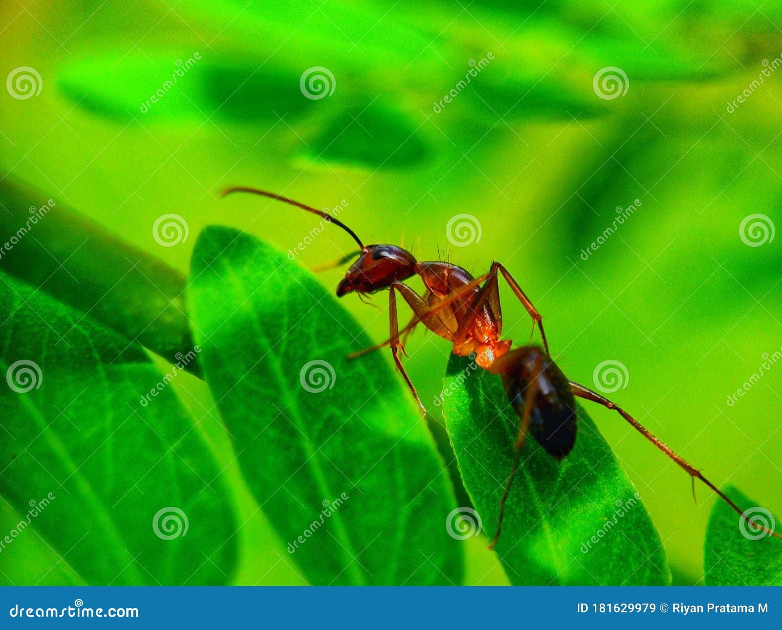 Ant Above the Green Leaf Background Stock Image - Image of plants, leaf ...