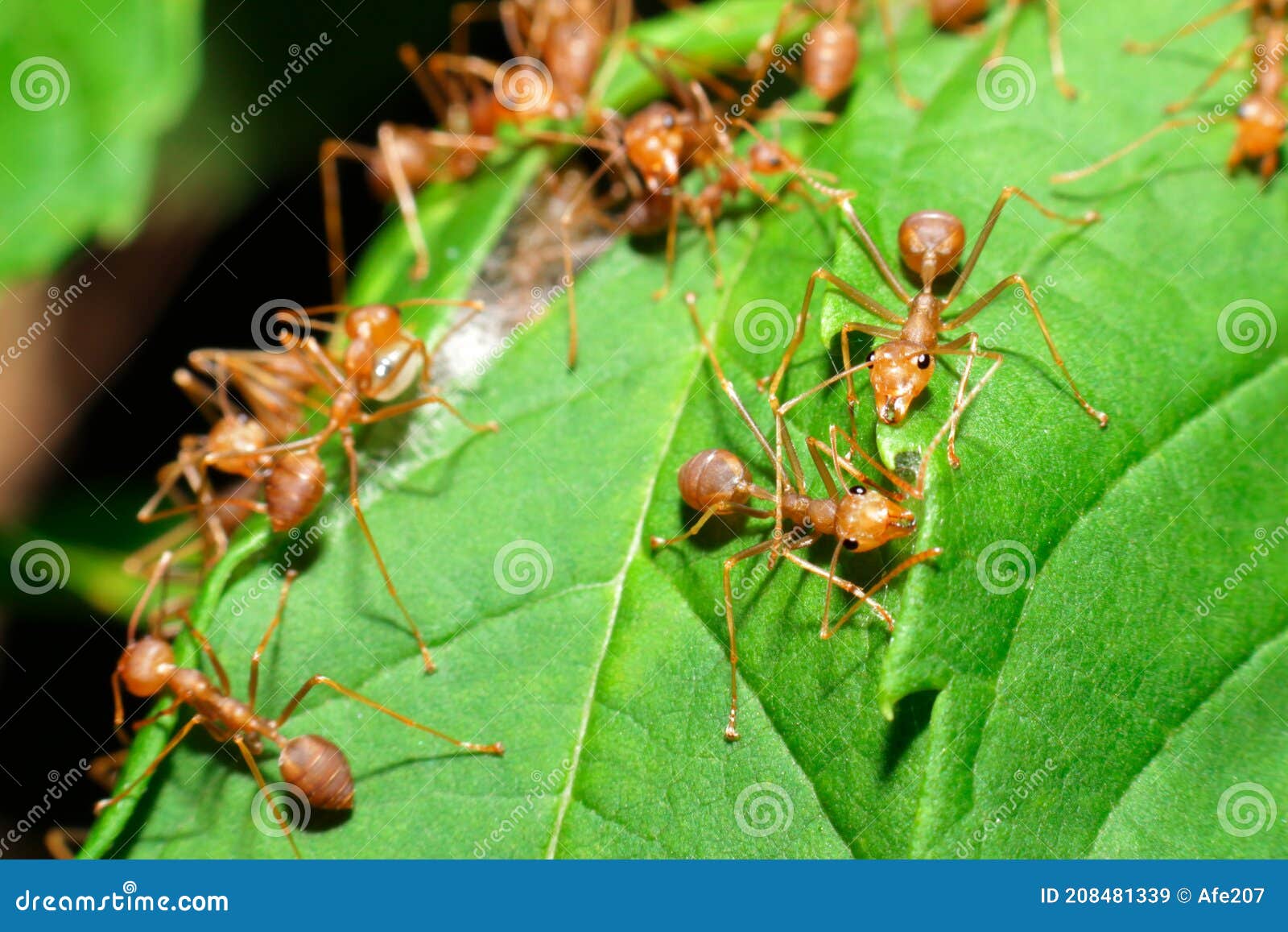 Ant Action Make Nest Ant Bridge Unity Team, Concept Team Work Together ...