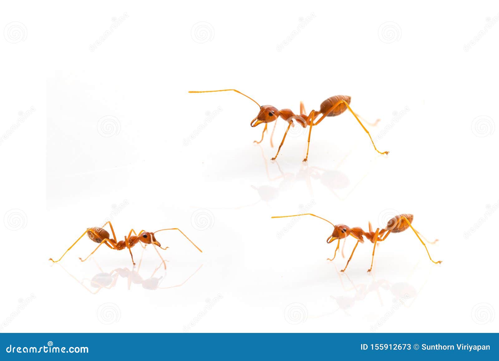 Ant Action Standing.Ant Bridge Unity Team,Concept Team Work Together ...