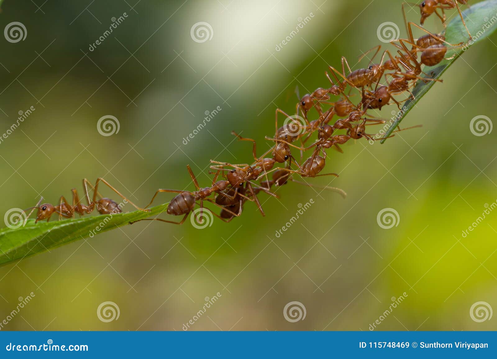 Ant Action Standing.Ant Bridge Unity Team,Concept Team Work Together ...