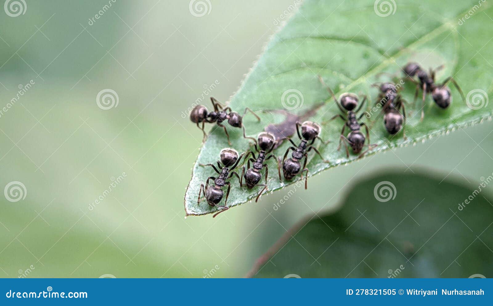 Ant Action Standing.Ant Bridge Unity Team,Concept Team Work Together ...