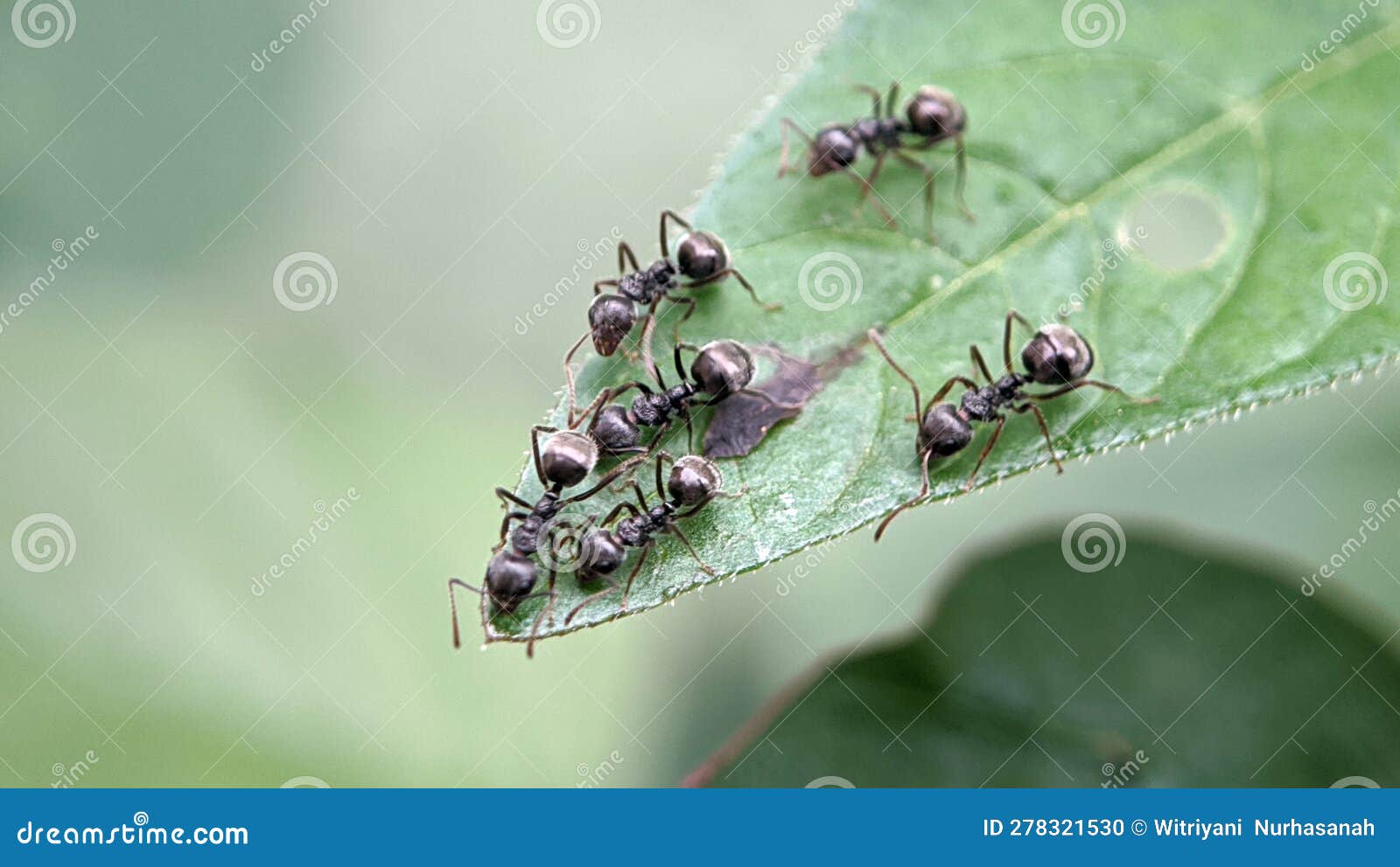 Ant Action Standing.Ant Bridge Unity Team,Concept Team Work Together ...