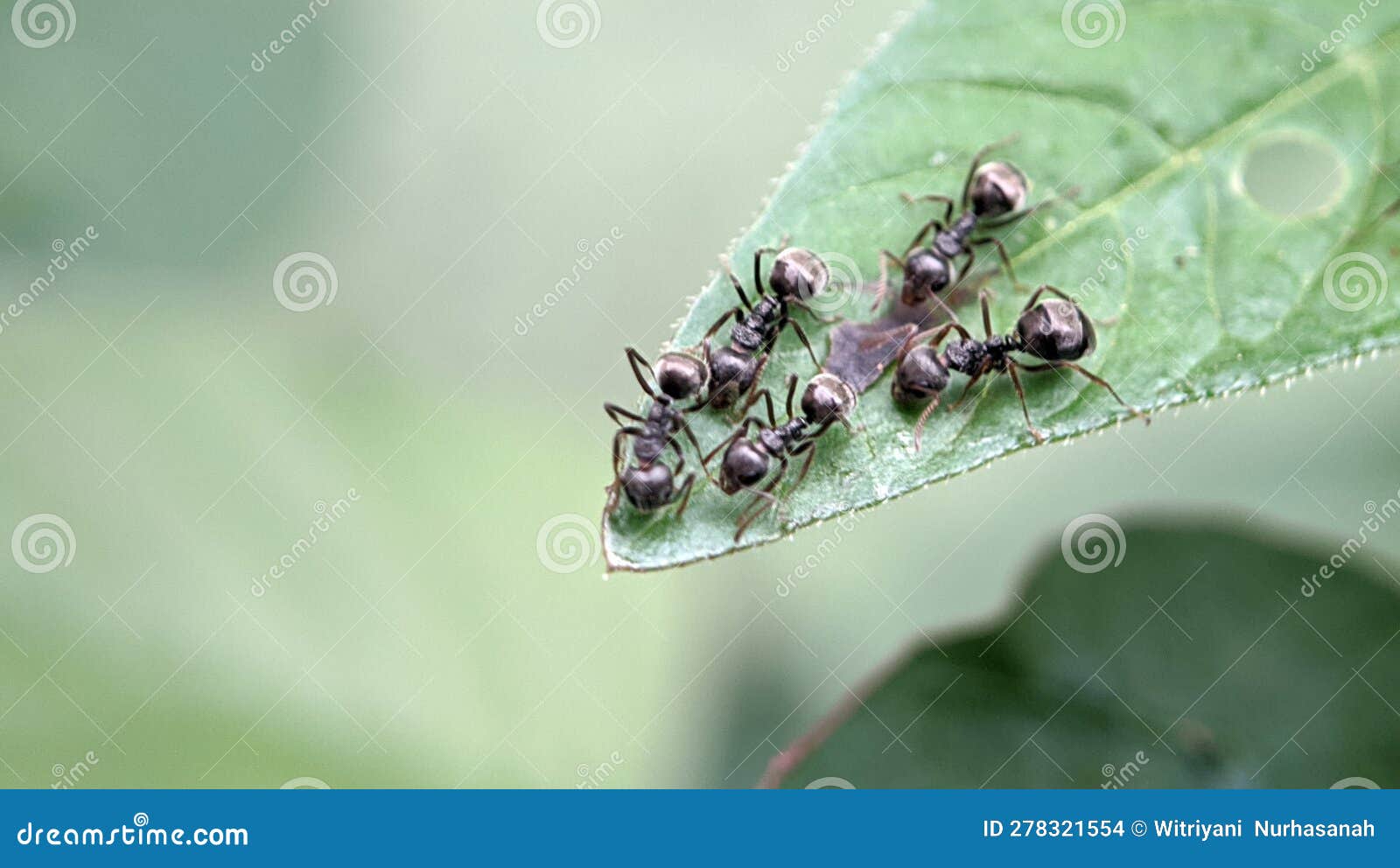 Ant Action Standing.Ant Bridge Unity Team,Concept Team Work Together ...
