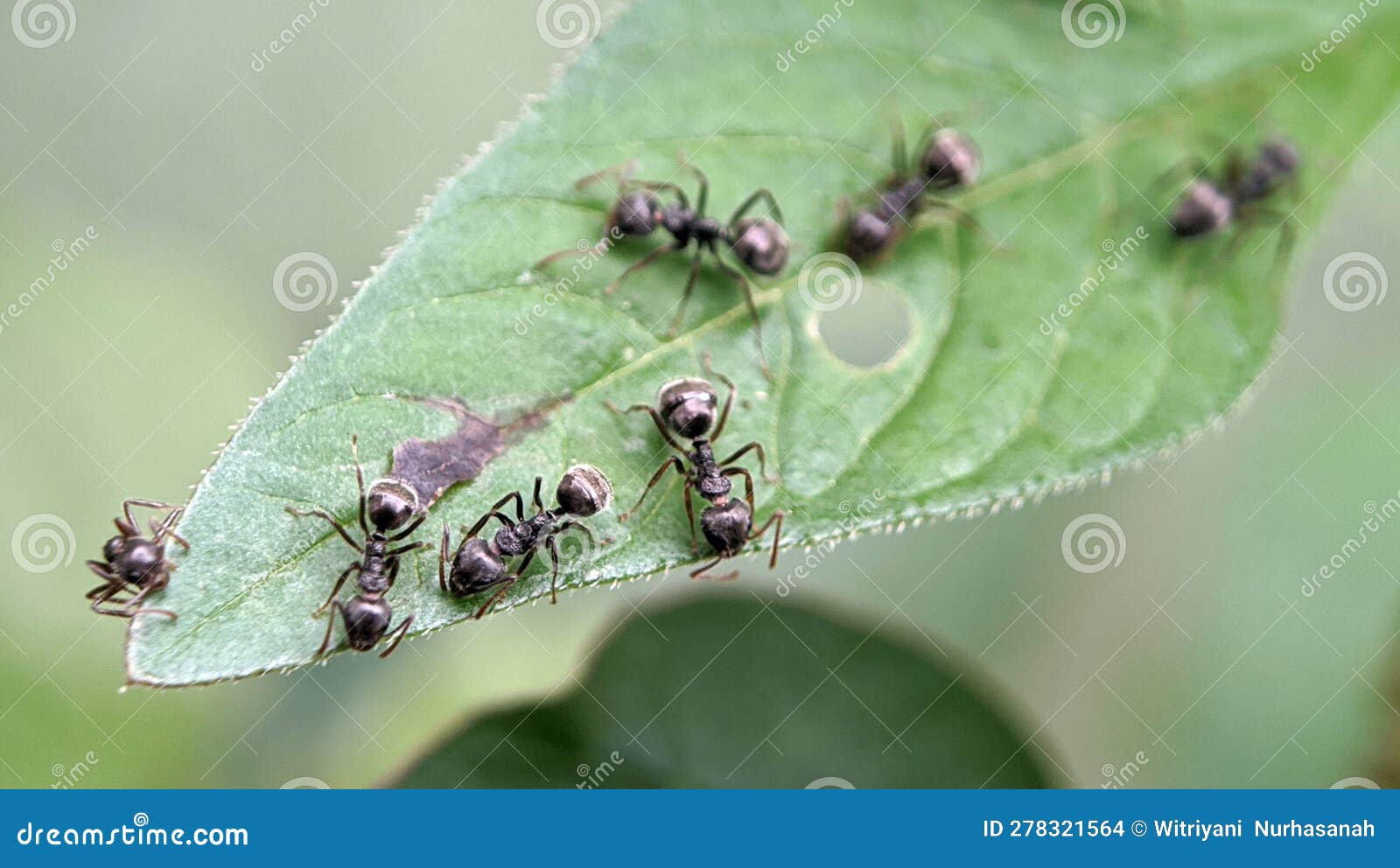 Ant Action Standing.Ant Bridge Unity Team,Concept Team Work Together ...