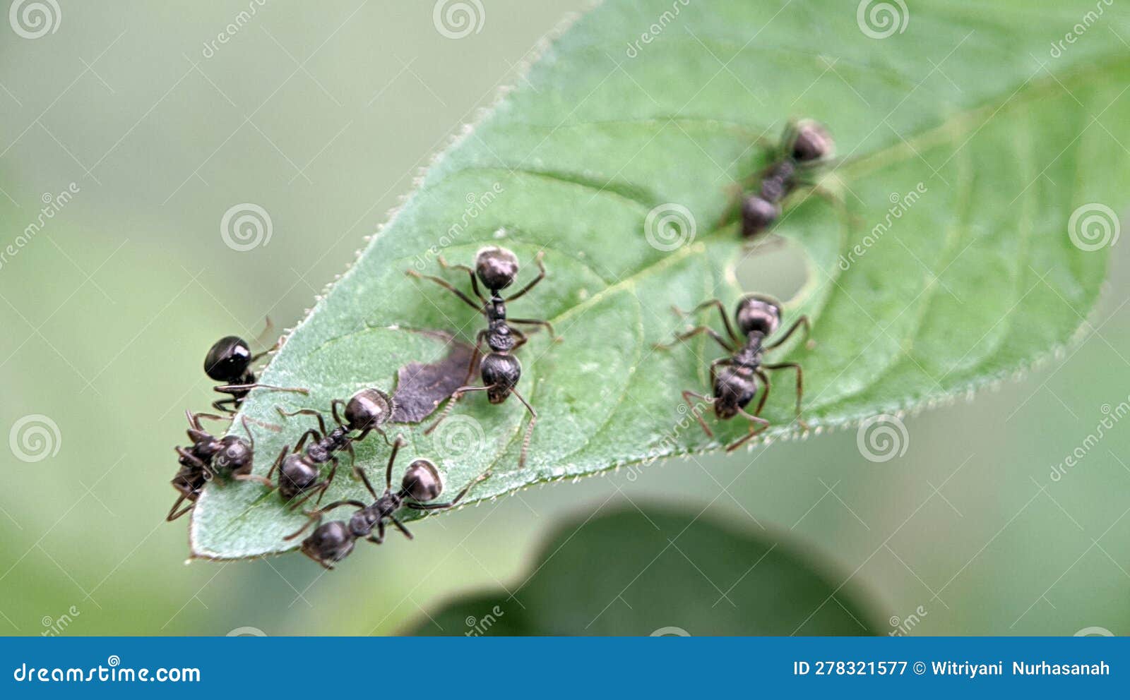 Ant Action Standing.Ant Bridge Unity Team,Concept Team Work Together ...