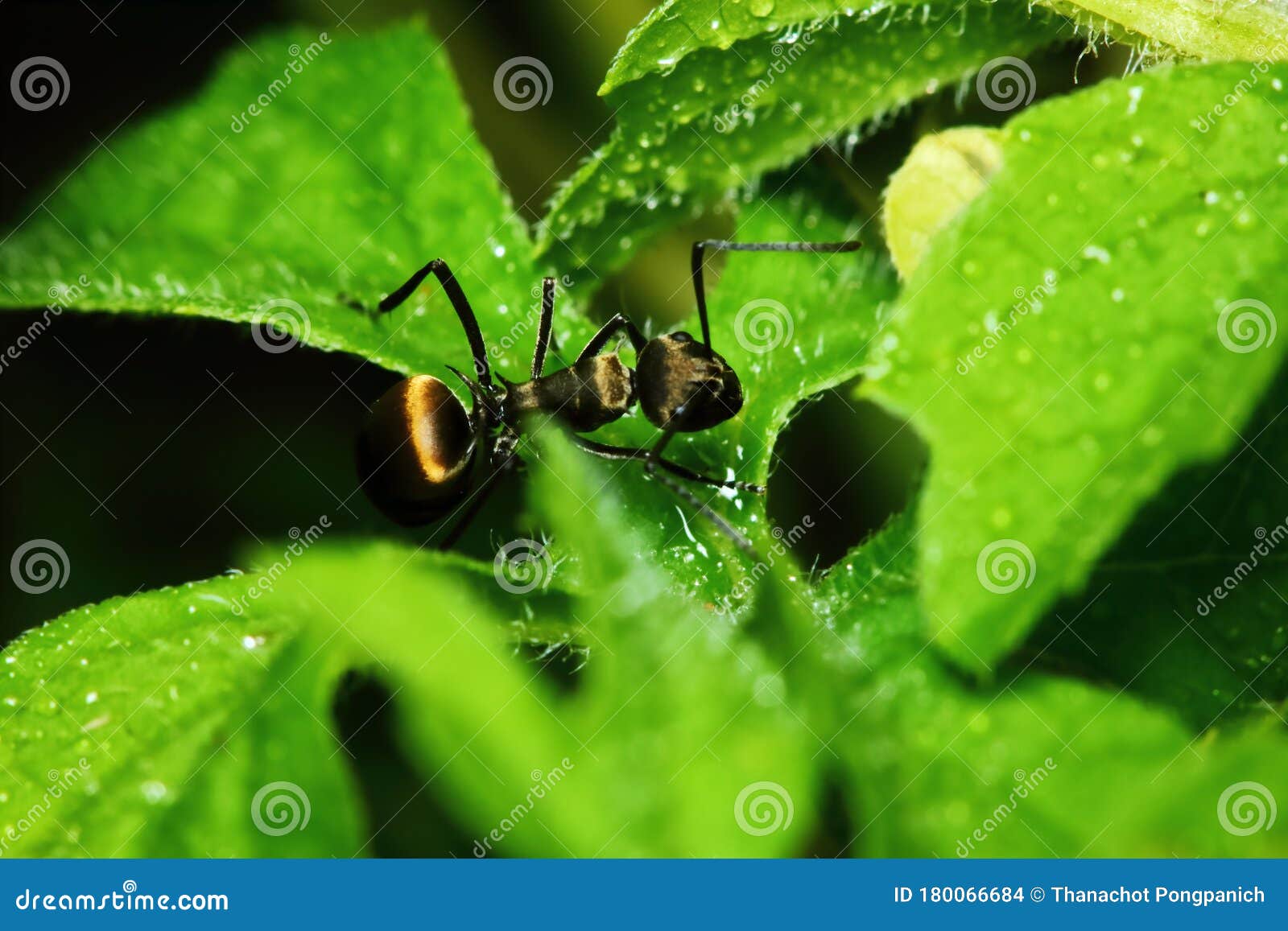 Ant Standing on Tree Branch in the Morning for Background Stock Photo ...