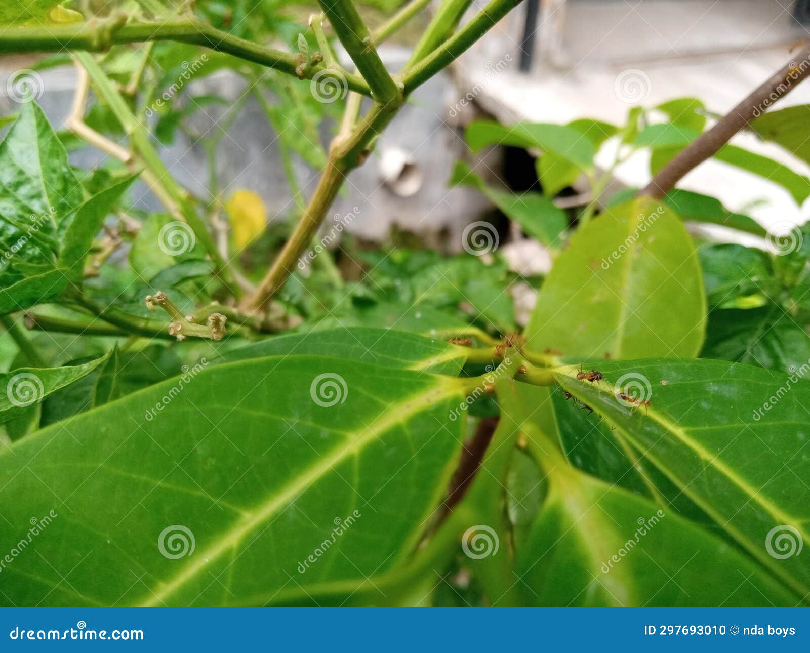 Ant Activity Foraging for Food on Tree Trunks Stock Photo - Image of ...