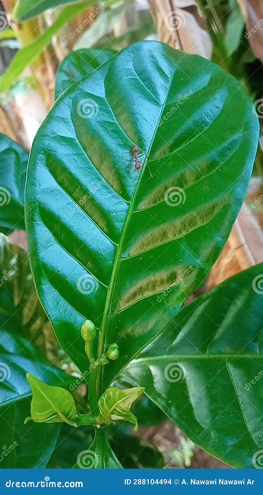 The Ant Adventure of Leaves Stock Footage - Video of adventure, walking ...