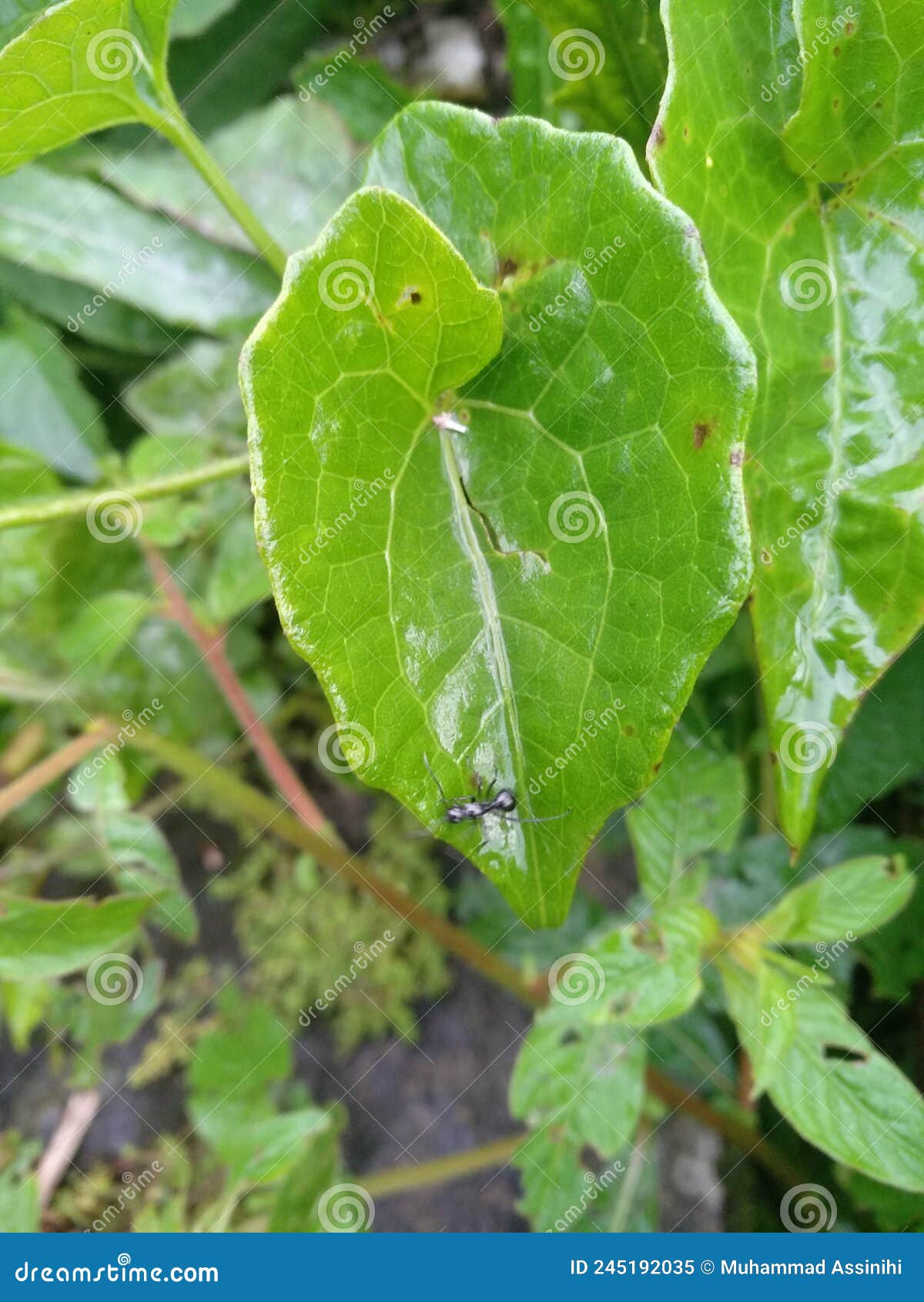 Lonely ant stock image. Image of tree, herb, evergreen - 245192035