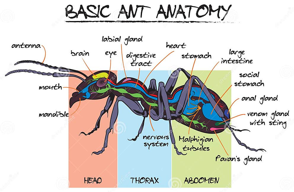 Ant anatomy stock vector. Illustration of study, ants - 231439756