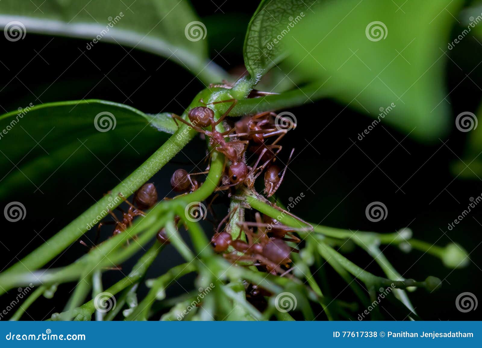 Antinsects Stock Photos - Free & Royalty-Free Stock Photos from Dreamstime