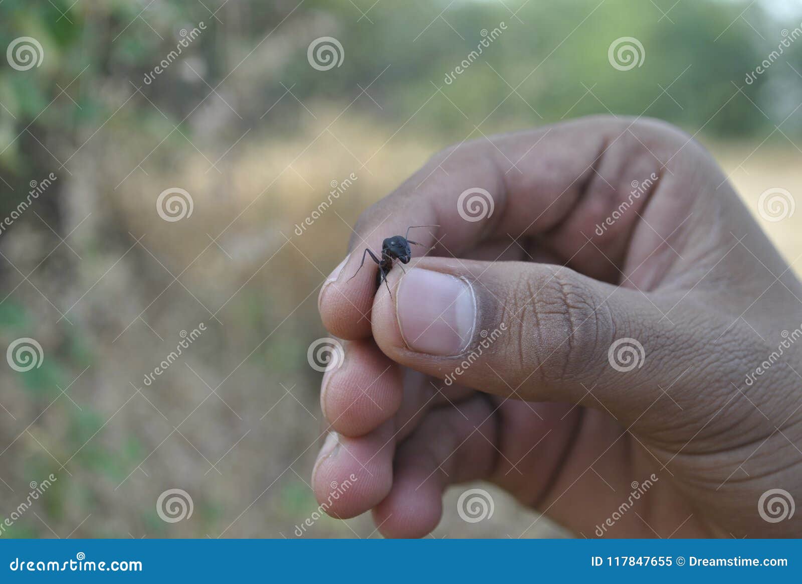 Ant stock image. Image of hand, click, dslr, nikon - 117847655