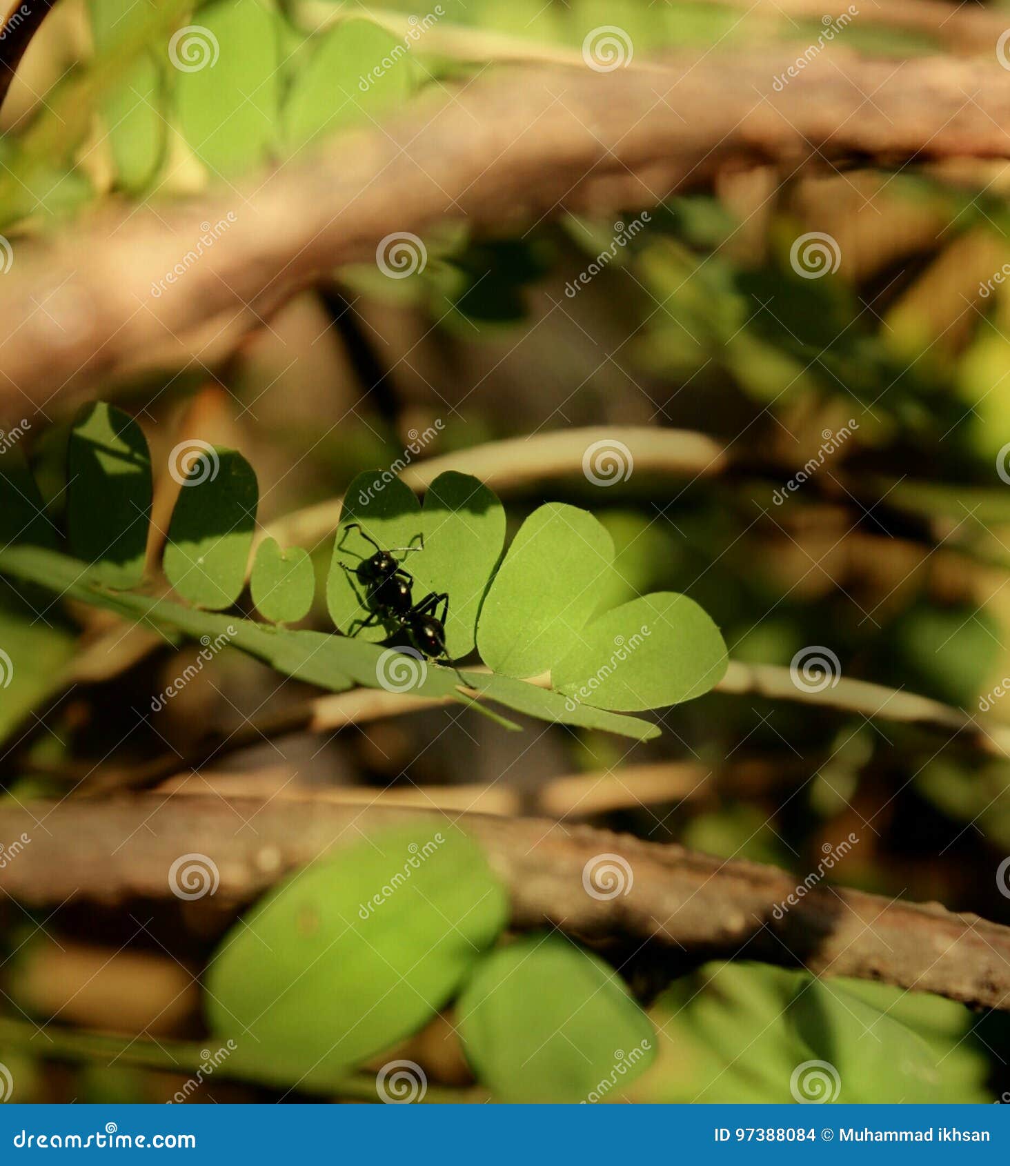 Ant stock photo. Image of leaves, alone, ants, branch - 97388084