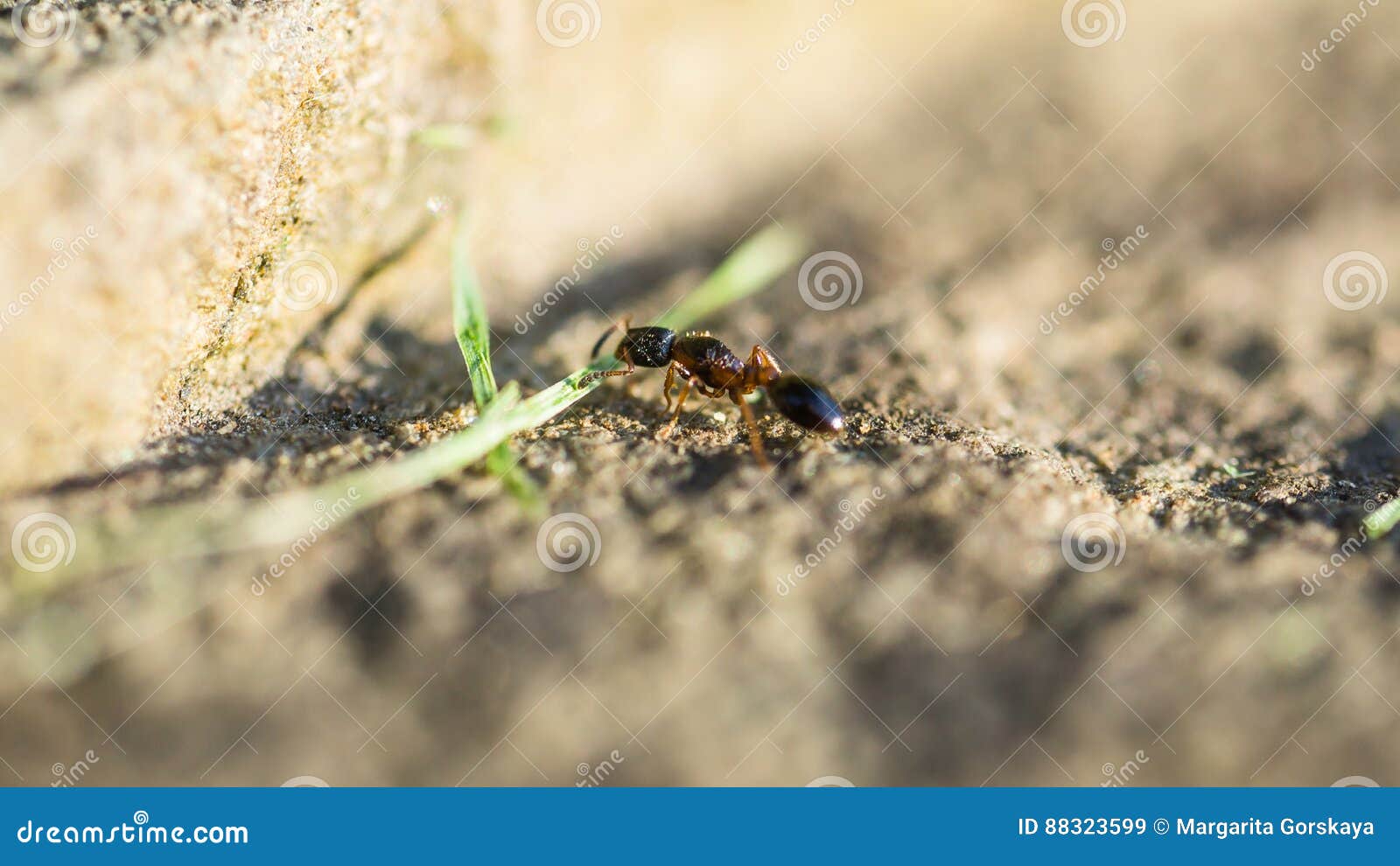 Ant stock image. Image of water, princess, butterfly - 88323599