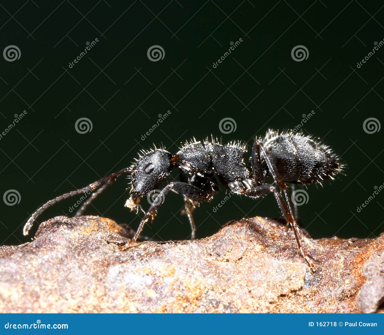 Ant and aphid stock photo. Image of scary, phobia, ugly - 162718