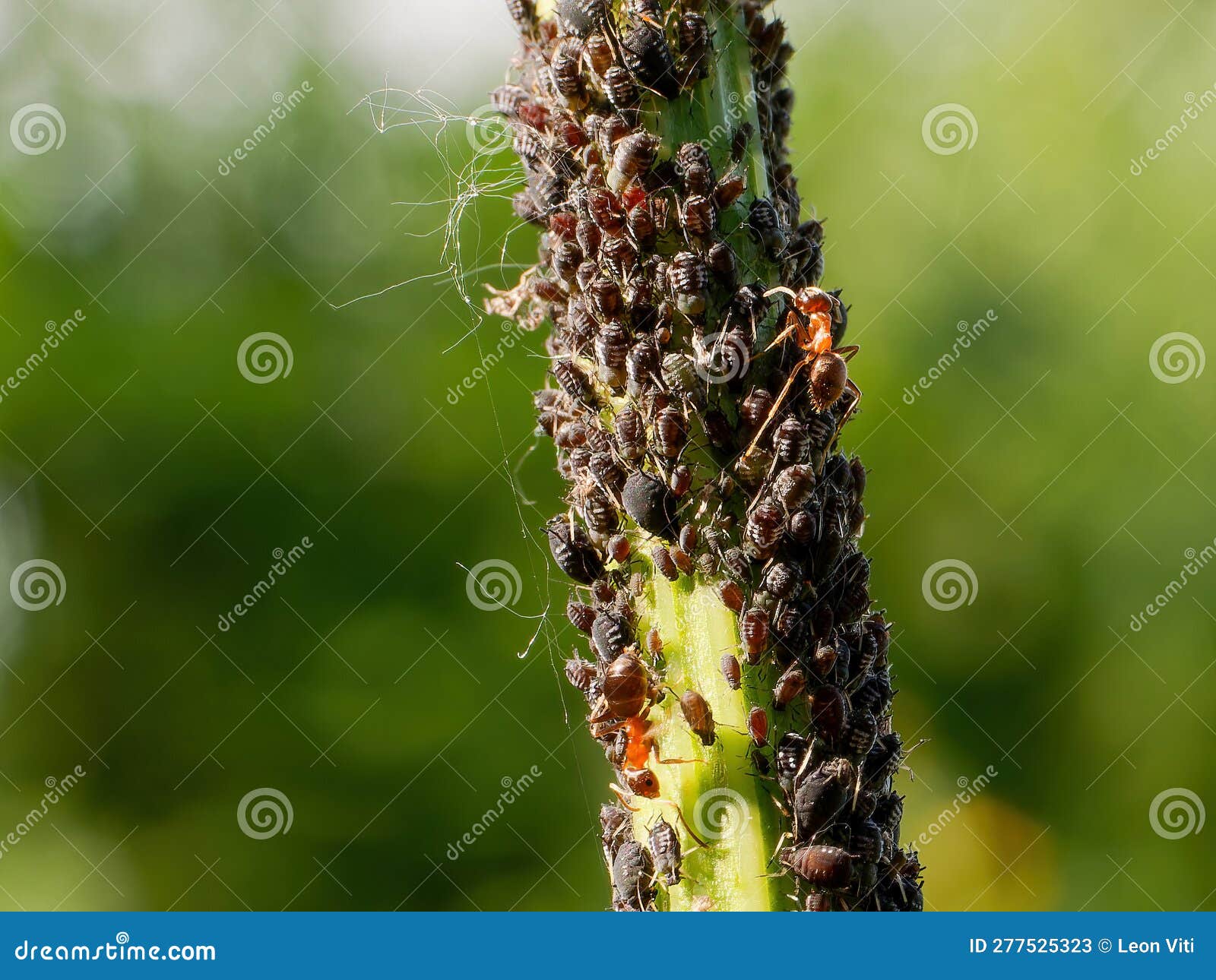 Ant and Aphidis on Top a Plant in a Garden Stock Image - Image of leafs ...