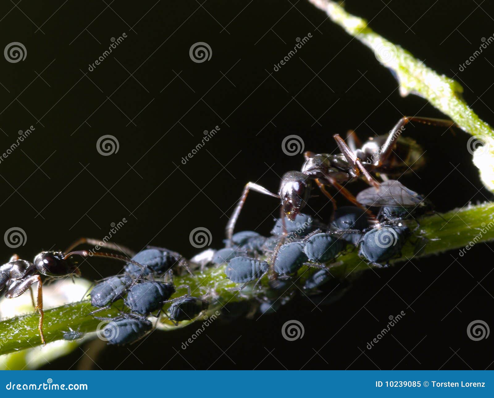 Ant with aphids stock image. Image of green, symbiosis - 10239085