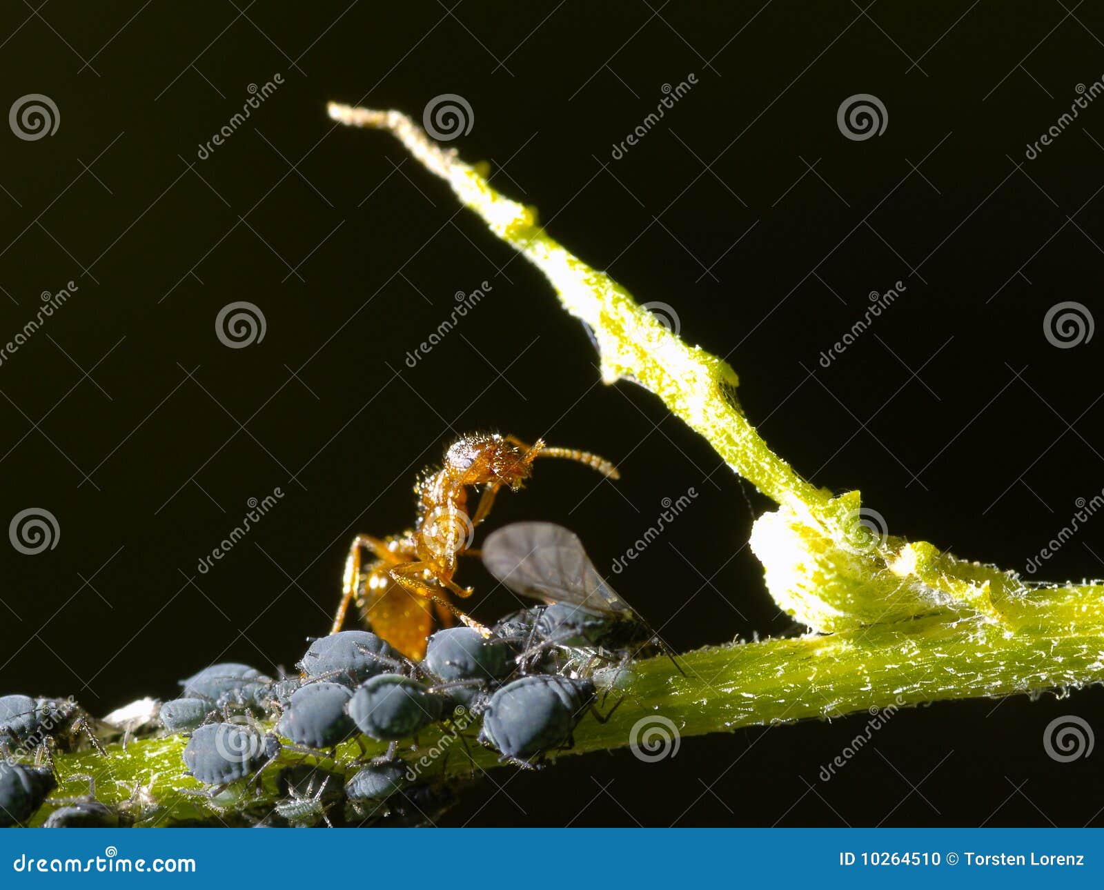 Ant with aphids stock photo. Image of environment, symbiosis - 10264510