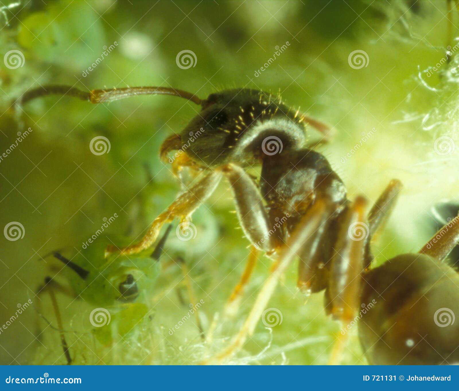 Ant and aphids stock image. Image of green, leaves, pests - 721131