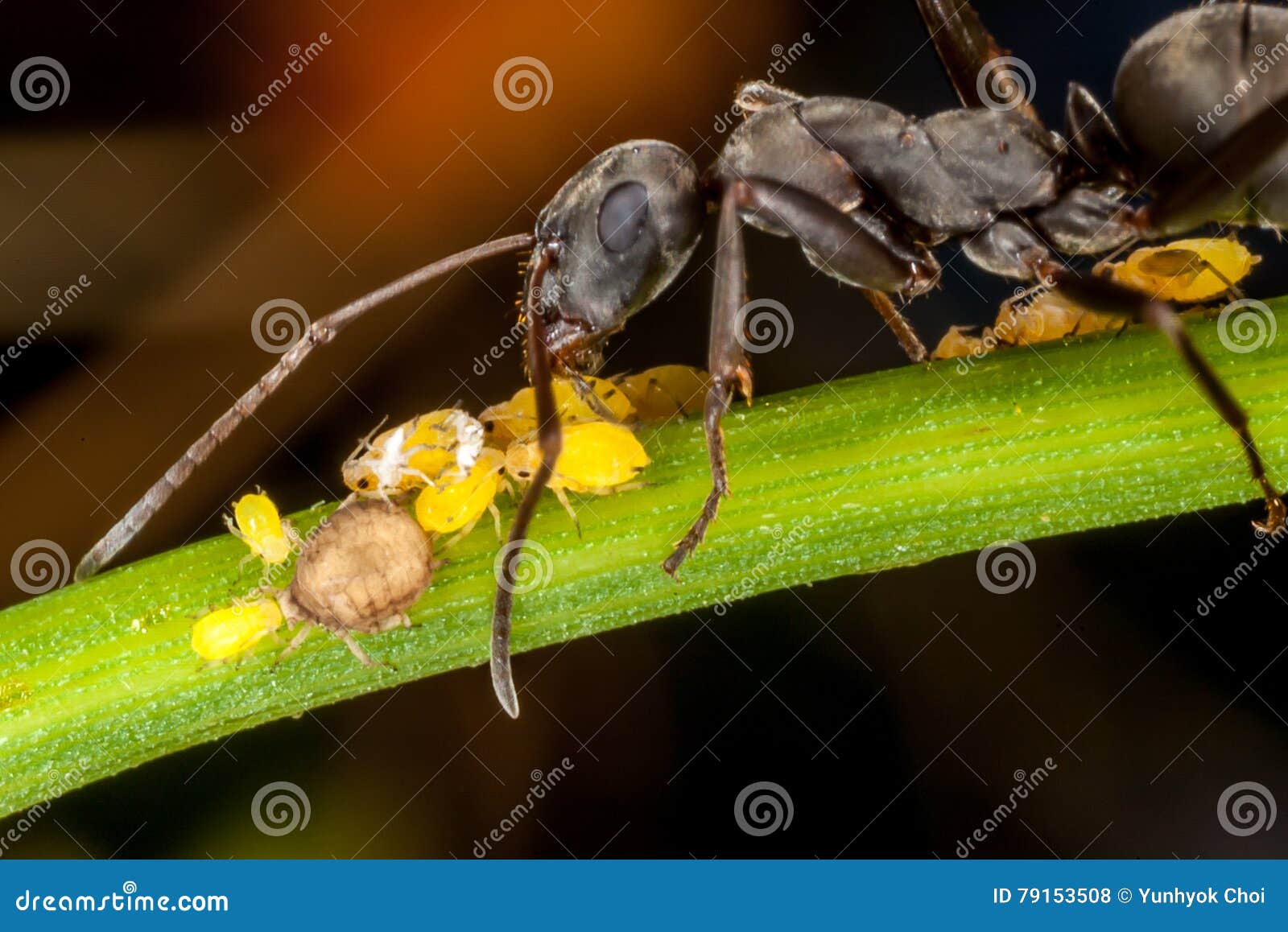Breeding Aphids Insects ,tie Palm Leaves With Laccifer Lacca Kerr,rasin ...
