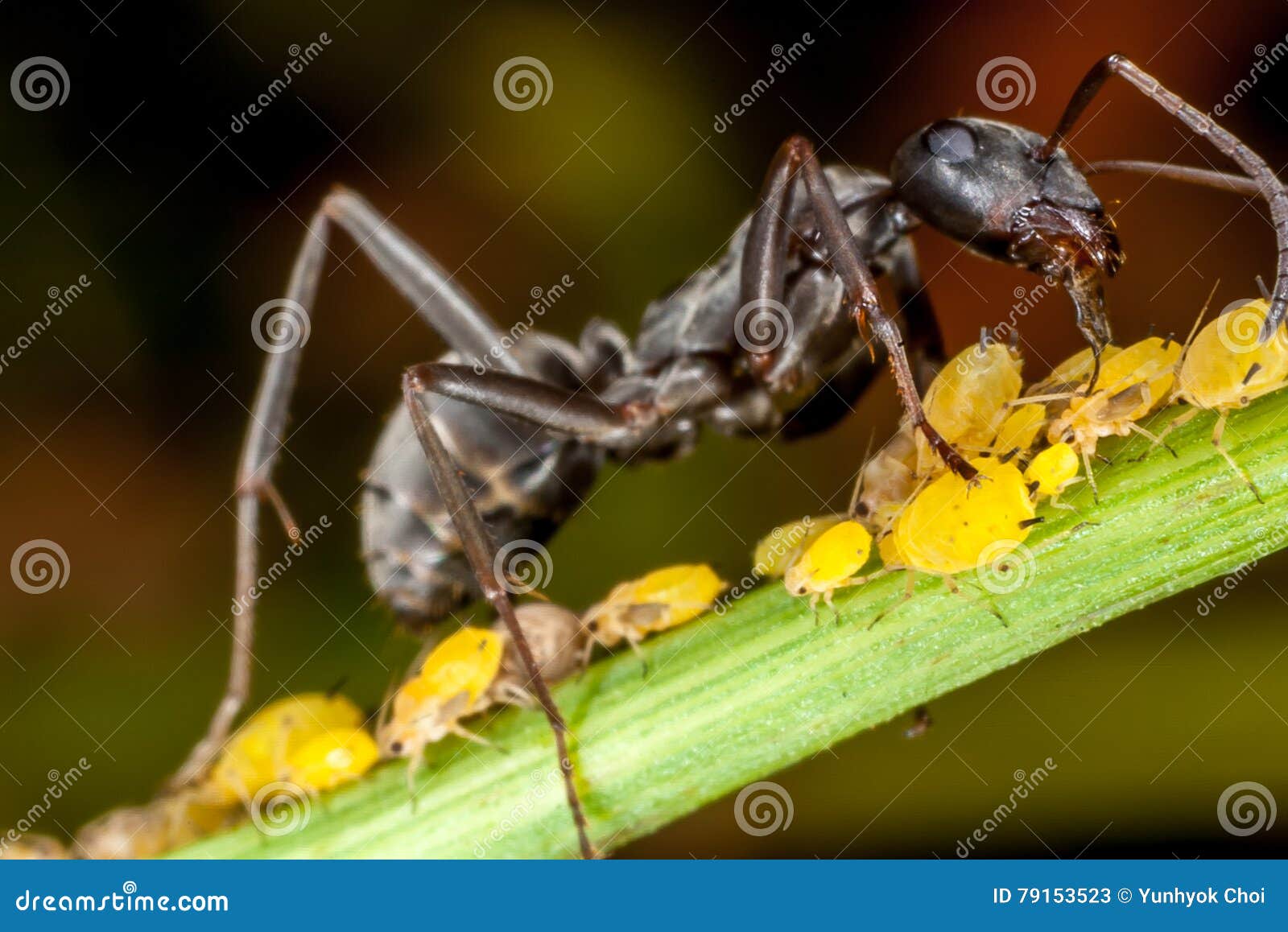 Breeding Aphids Insects ,tie Palm Leaves With Laccifer Lacca Kerr,rasin ...